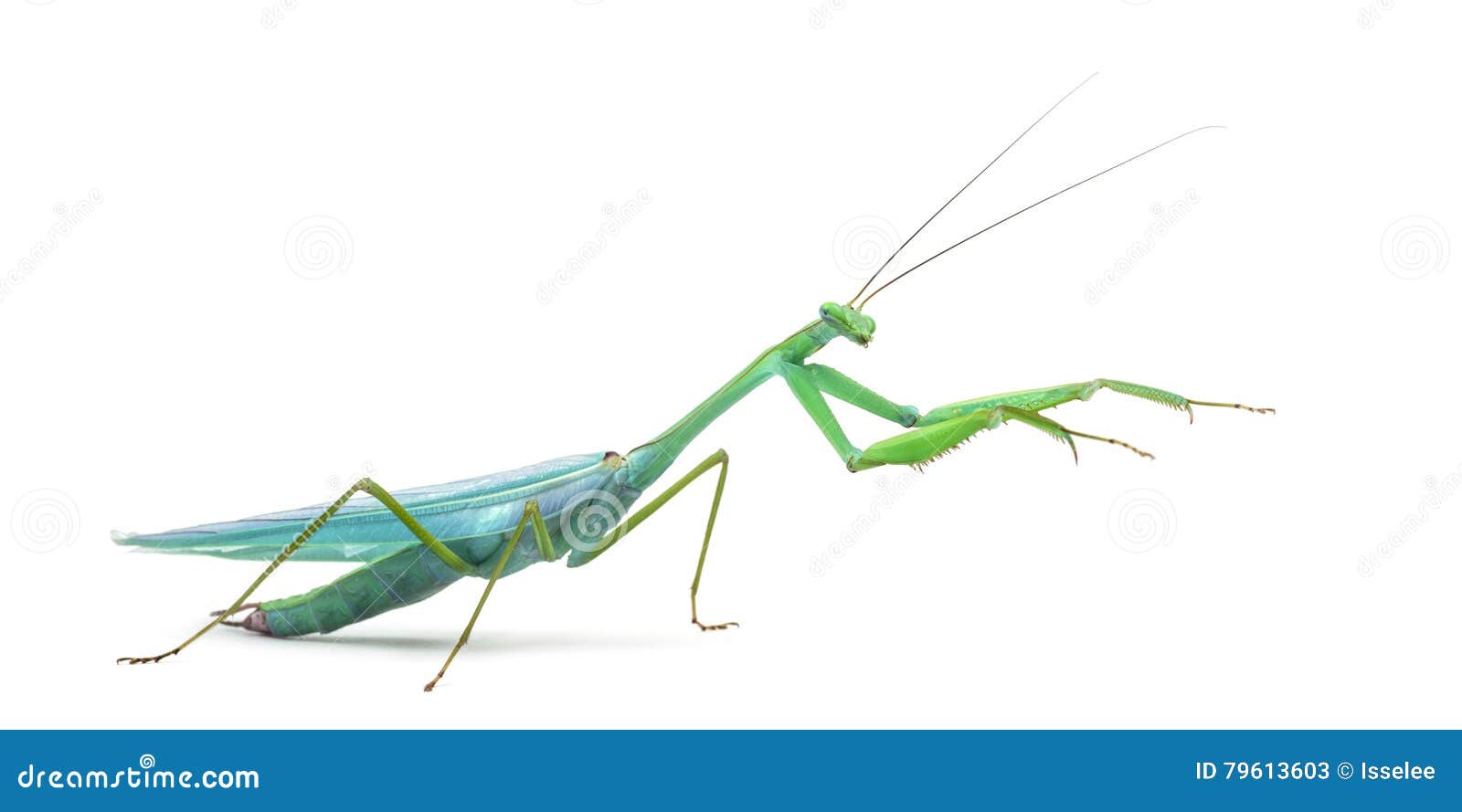 Male Praying Mantis - Macromantis Ovalifolia Stock Image - Image of ...