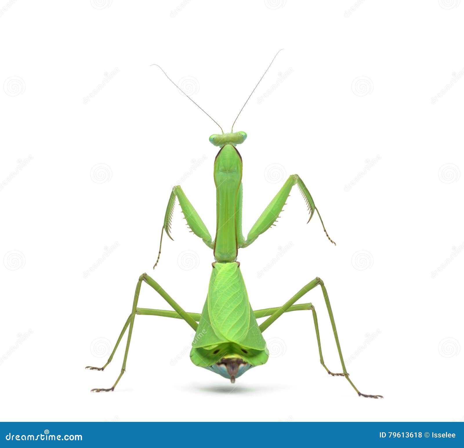Male Praying Mantis - Macromantis Ovalifolia Stock Photo - Image of ...