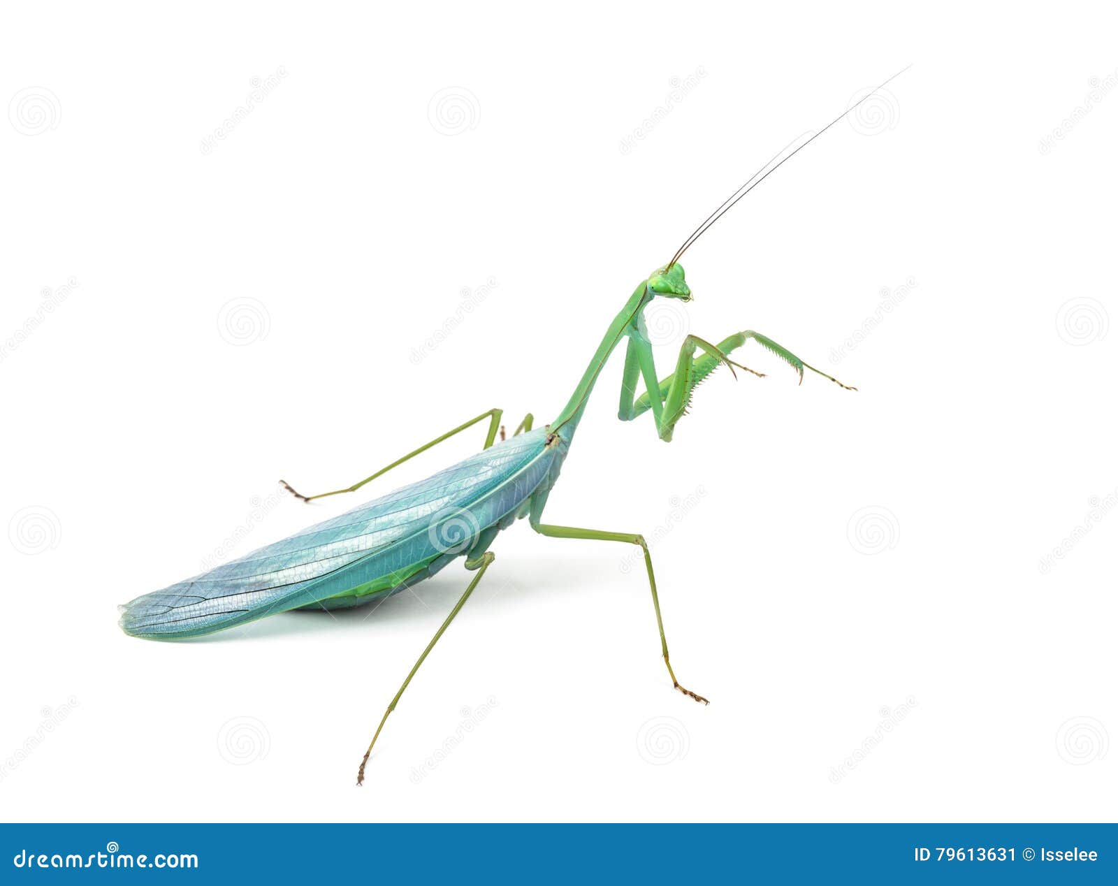 Male Praying Mantis - Macromantis Ovalifolia Stock Image - Image of ...