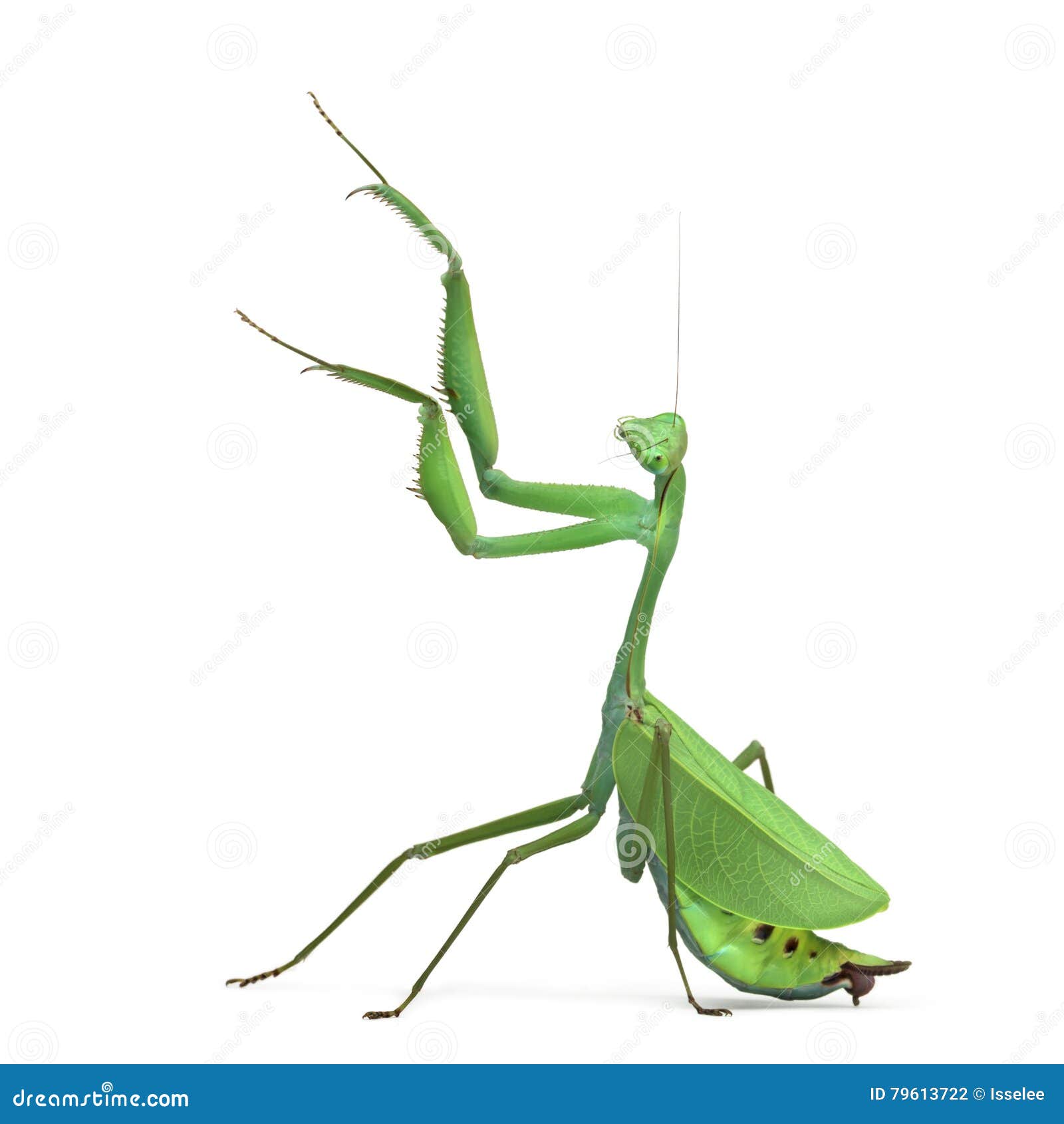 Male Praying Mantis - Macromantis Ovalifolia Stock Photo - Image of ...