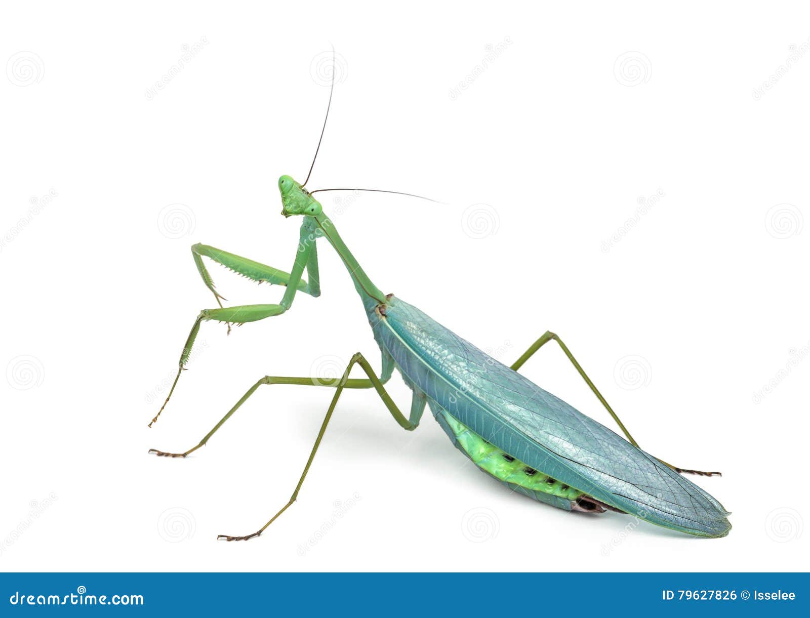 Male Praying Mantis - Macromantis Ovalifolia Stock Photo - Image of ...