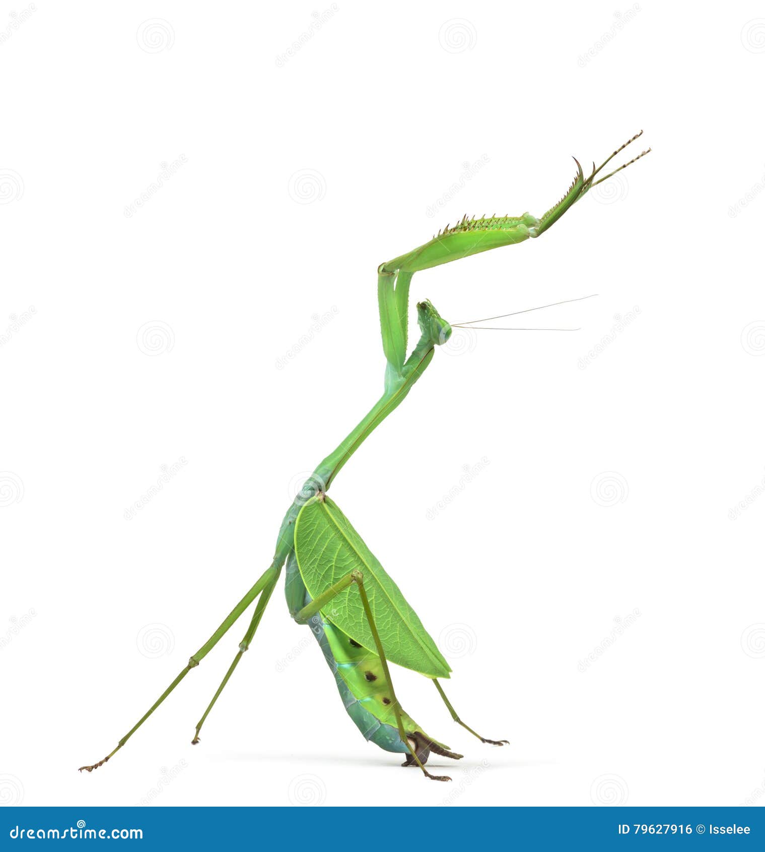 Male Praying Mantis - Macromantis Ovalifolia Stock Photo - Image of ...