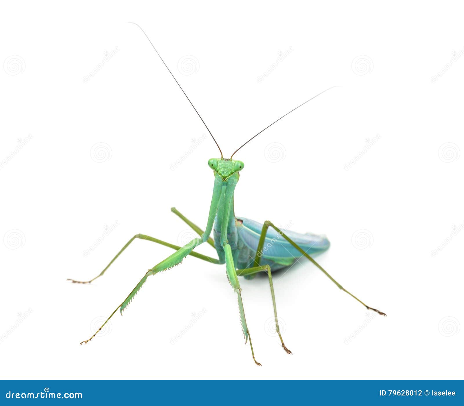 Male Praying Mantis - Macromantis Ovalifolia Stock Photo - Image of ...