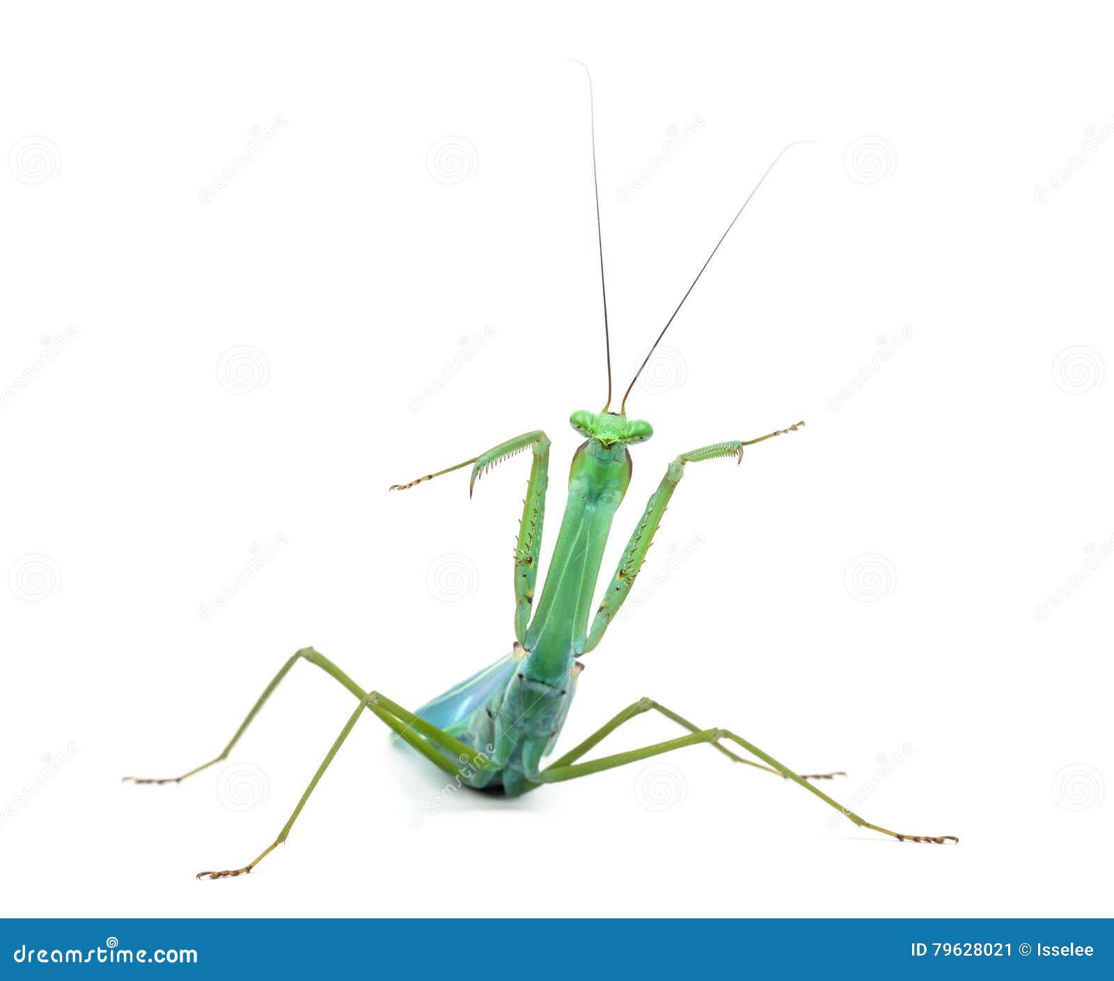 Male Praying Mantis - Macromantis Ovalifolia Stock Image - Image of ...