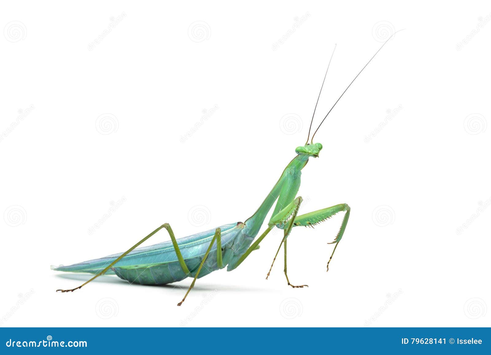 Male Praying Mantis - Macromantis Ovalifolia Stock Image - Image of ...