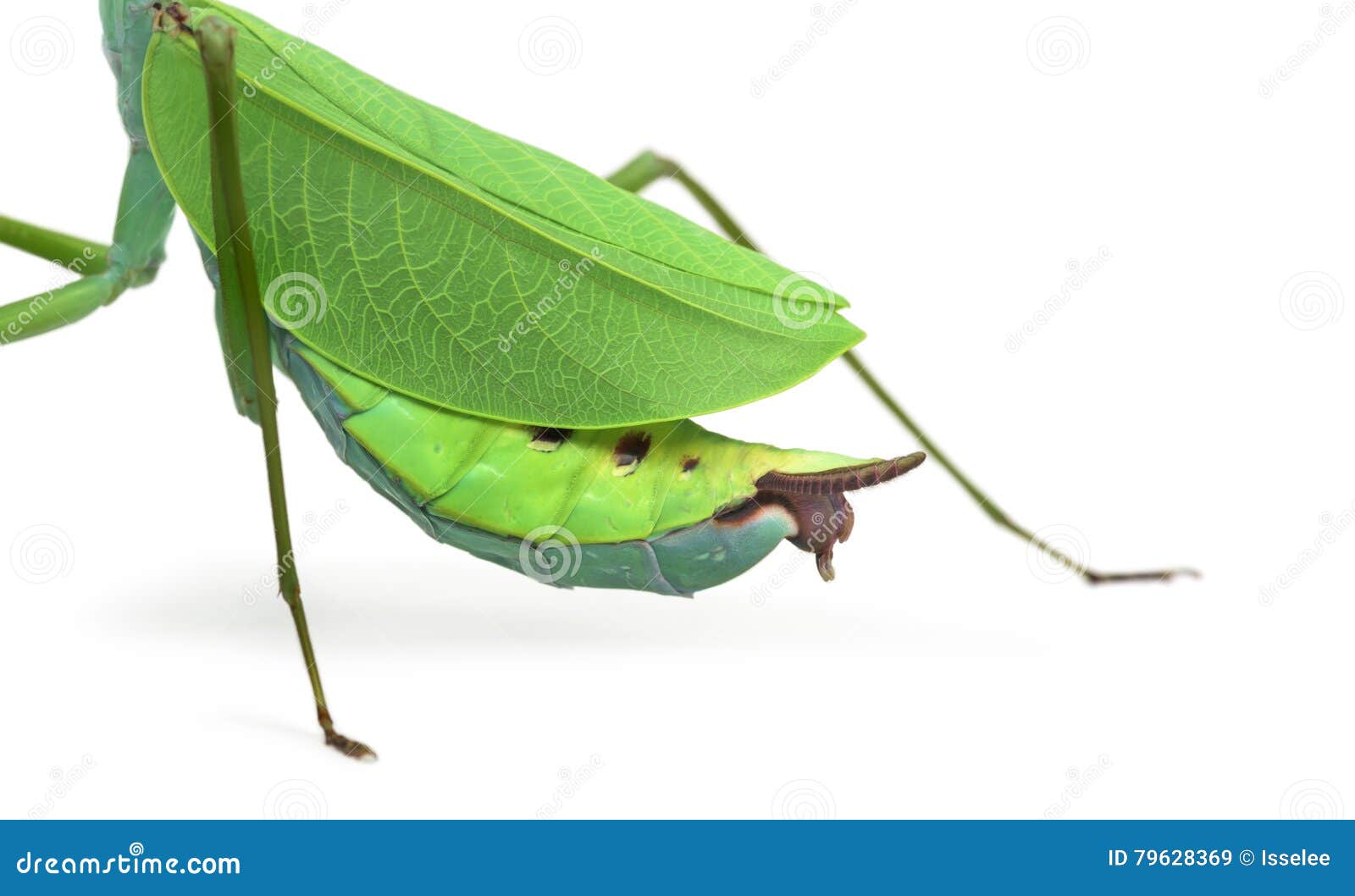 Male Praying Mantis - Macromantis Ovalifolia Stock Image - Image of ...
