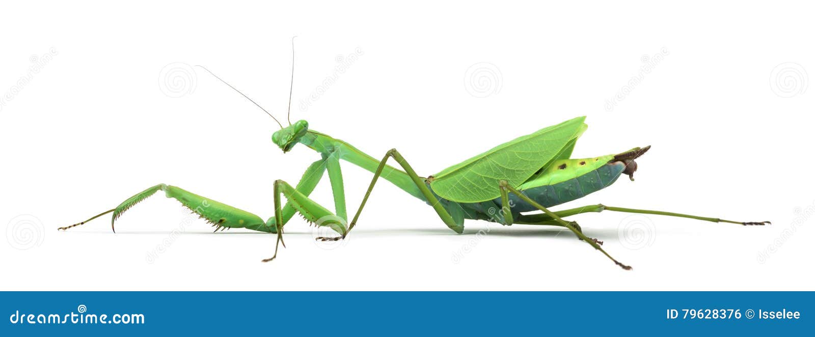 Male Praying Mantis - Macromantis Ovalifolia Stock Photo - Image of ...