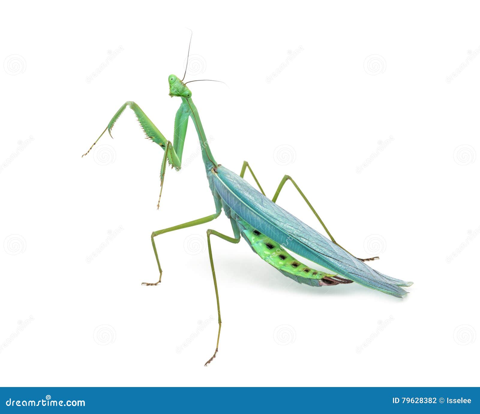 Male Praying Mantis - Macromantis Ovalifolia Stock Photo - Image of ...