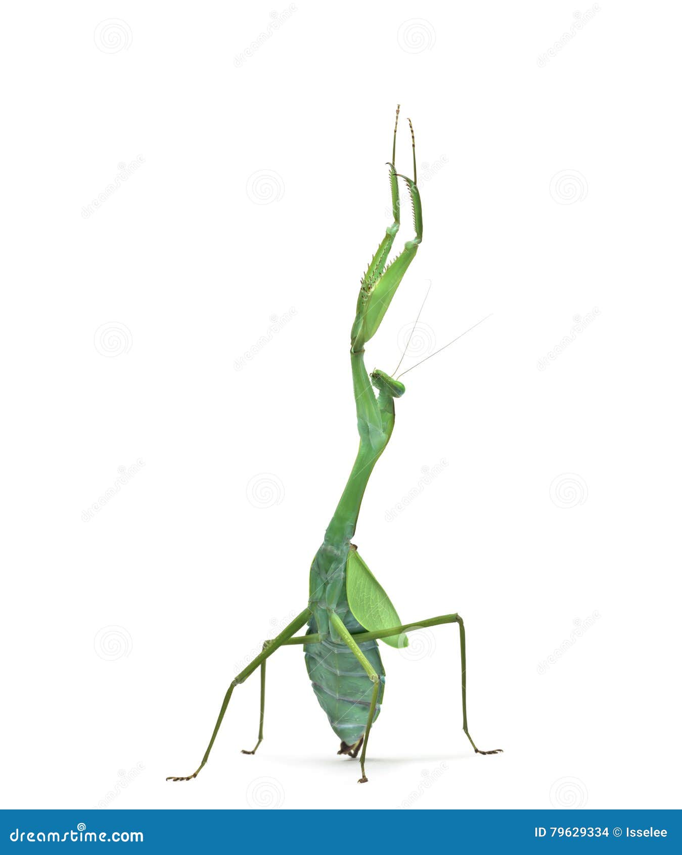 Male Praying Mantis - Macromantis Ovalifolia Stock Photo - Image of ...