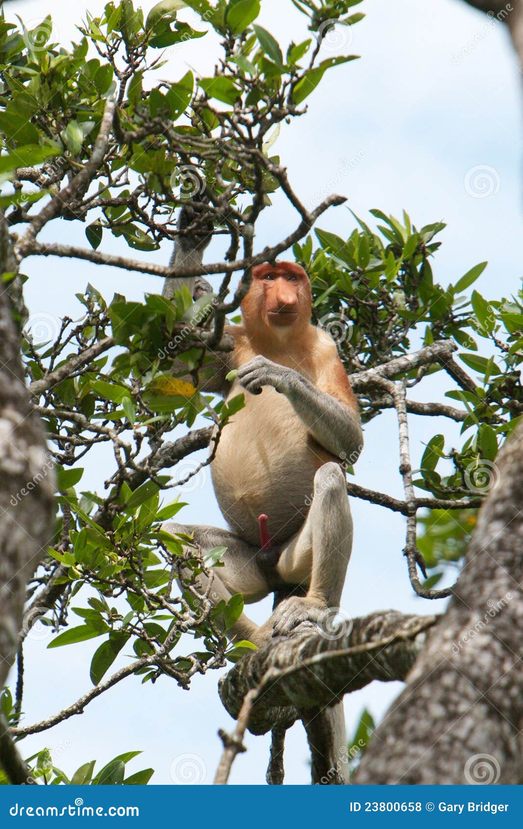 Male Proboscis. stock photo. Image of territory, canon - 23800658