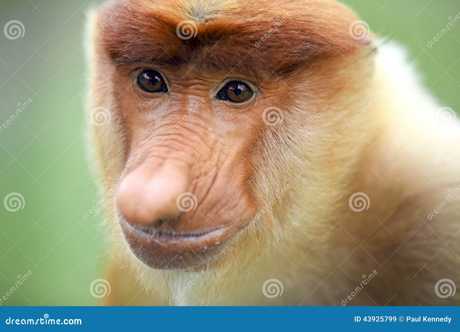 Male proboscis monkey stock image. Image of borneo, labuk - 43925799