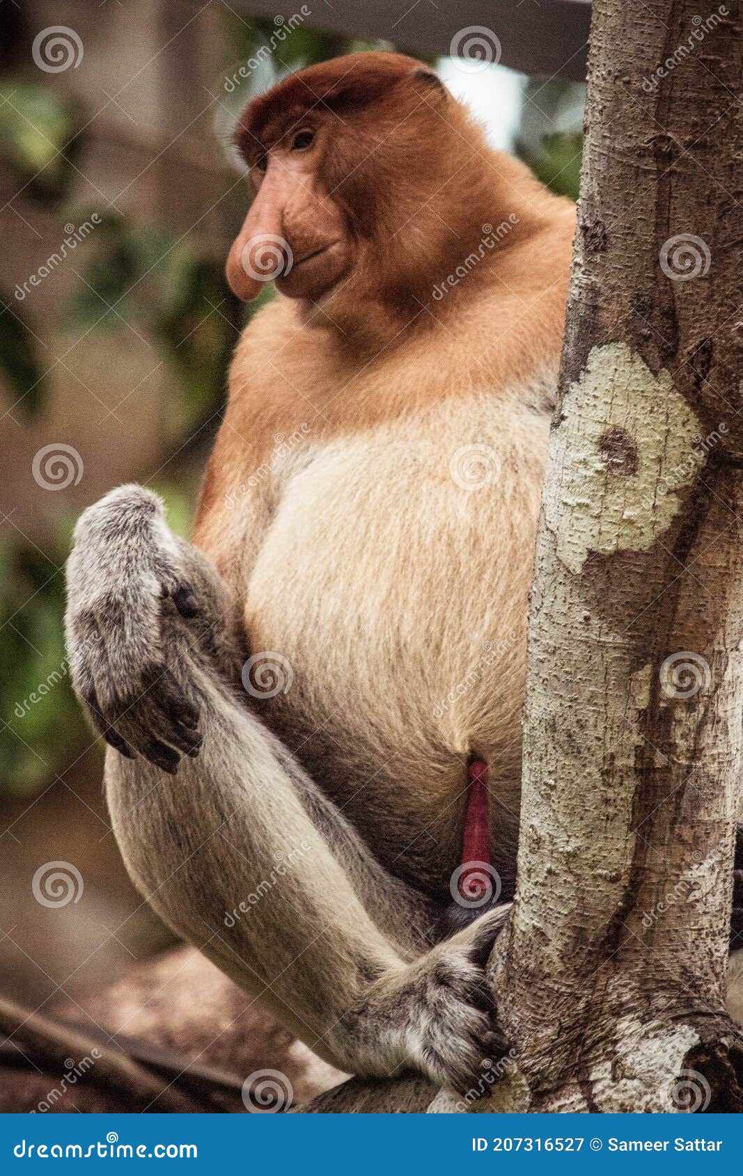 A Male Proboscis Monkey (Bekantan) Stock Image | CartoonDealer.com #9850735