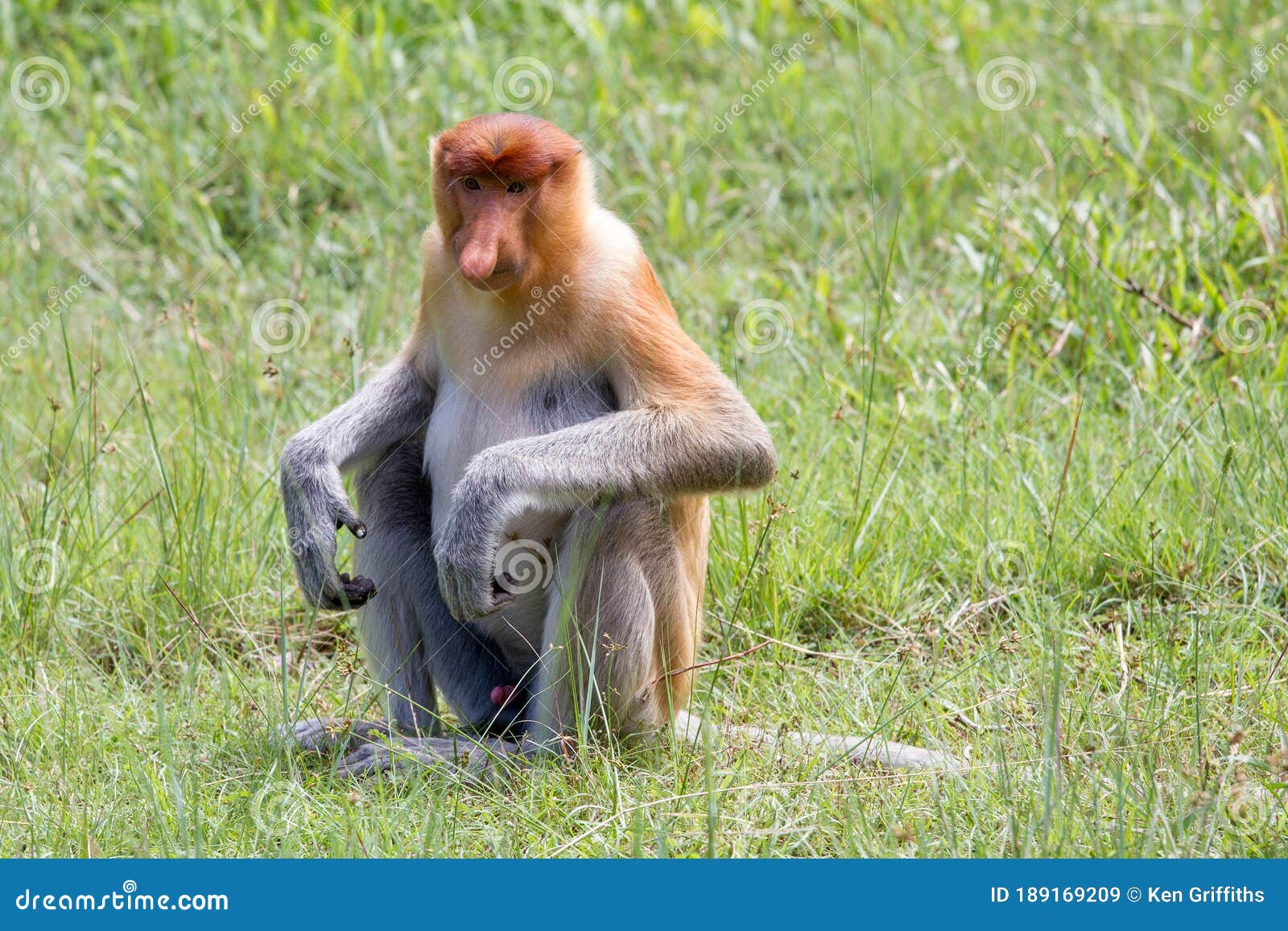 Male Proboscis Monkey stock image. Image of borneo, larvatus - 189169209
