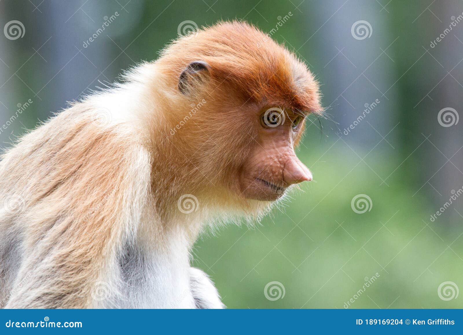 Male Proboscis Monkey stock photo. Image of borneo, male - 189169204