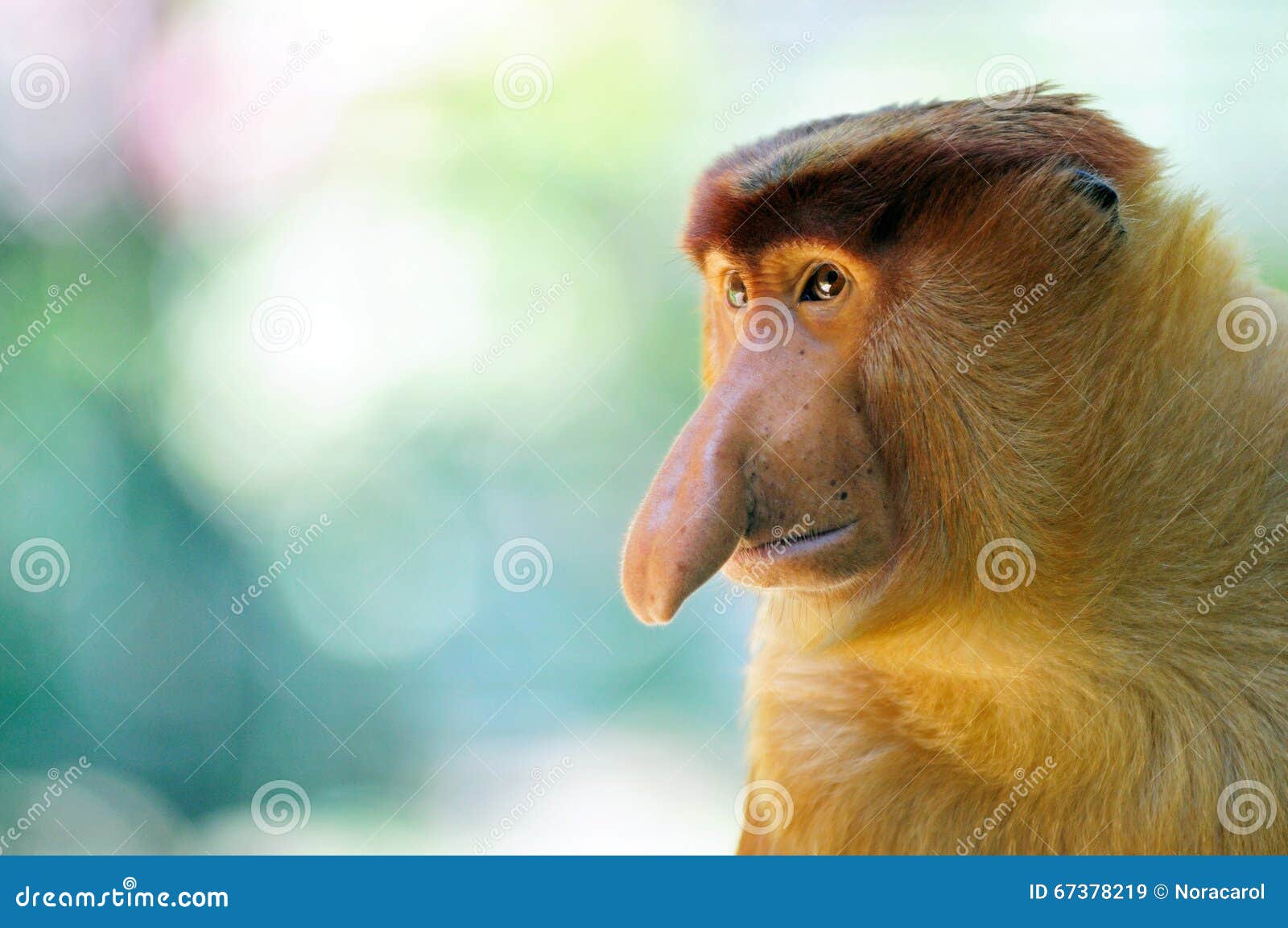 Male proboscis monkey stock image. Image of endangered - 67378219