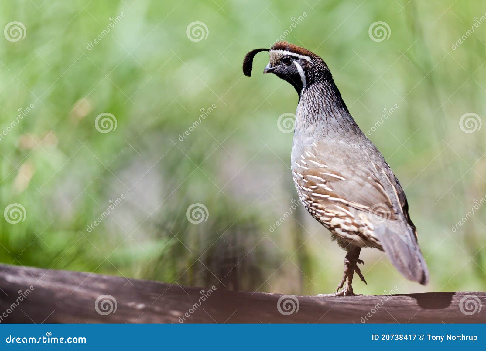Male quail in woods stock image. Image of wildlife, avian - 20738417