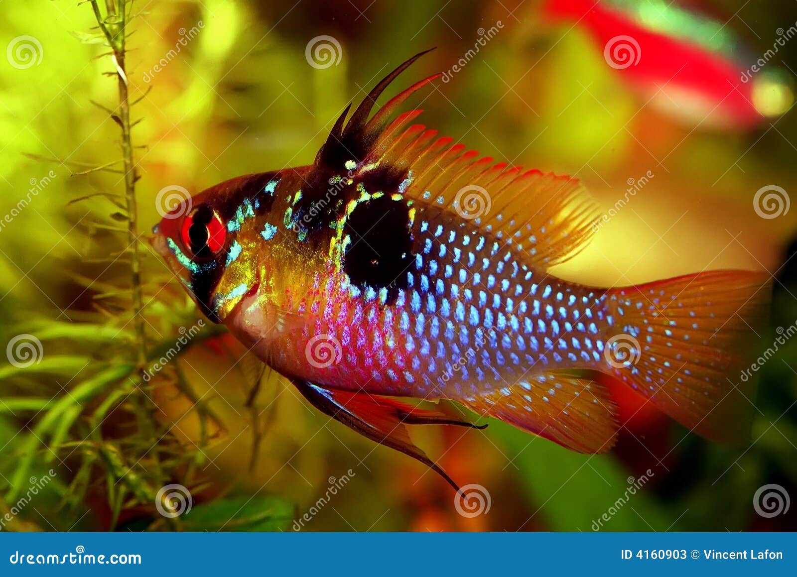 Electric Blue Ram Cichlid