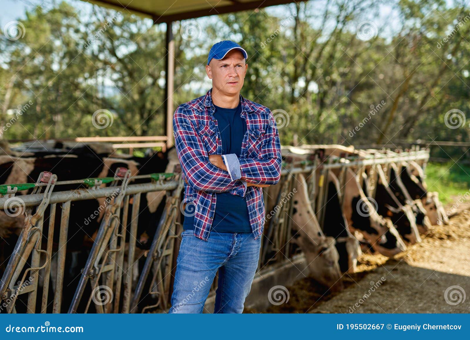 Male Rancher in a Farm Cows Stock Image - Image of countryside ...