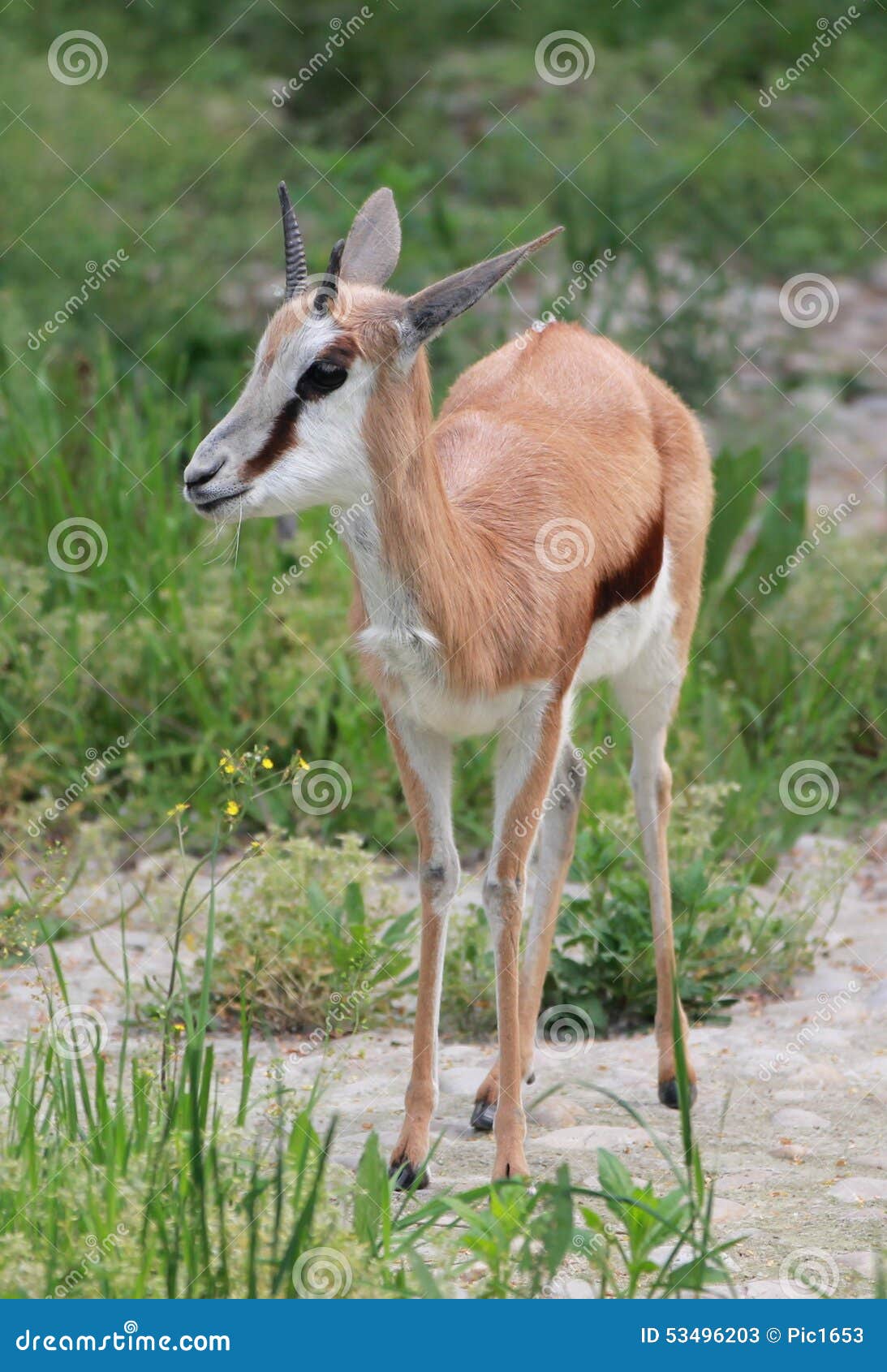 Male red antelope stock image. Image of animal, horned - 53496203