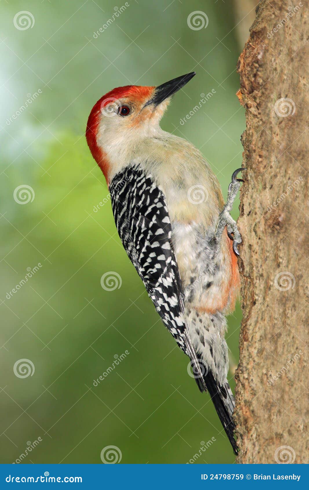 Male Red-bellied Woodpecker Stock Image - Image of white, vertical ...