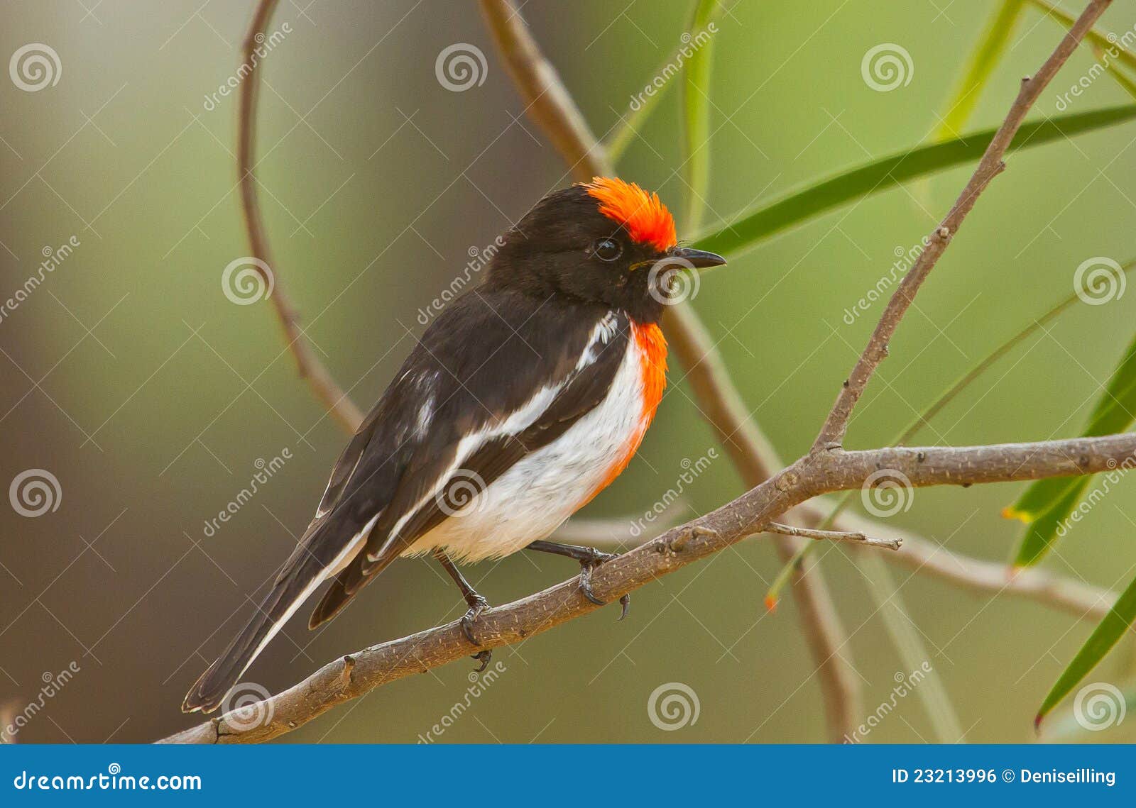 Male Red-capped Robin stock photo. Image of australia - 23213996