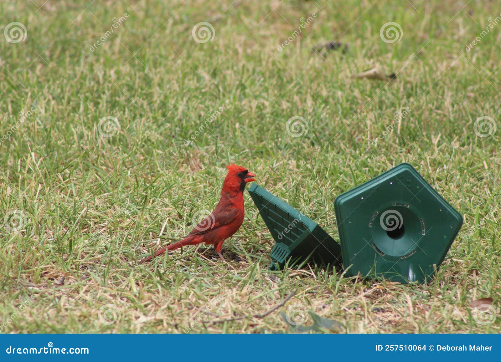 A Male Red Cardinal Bird Looking for Food Stock Photo - Image of grass ...