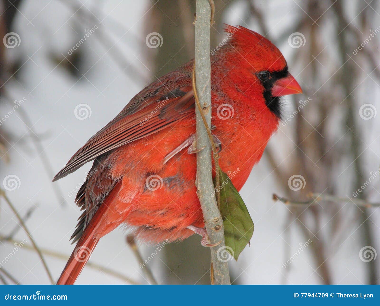 Cardinal On A Branch Royalty-Free Stock Photography | CartoonDealer.com ...