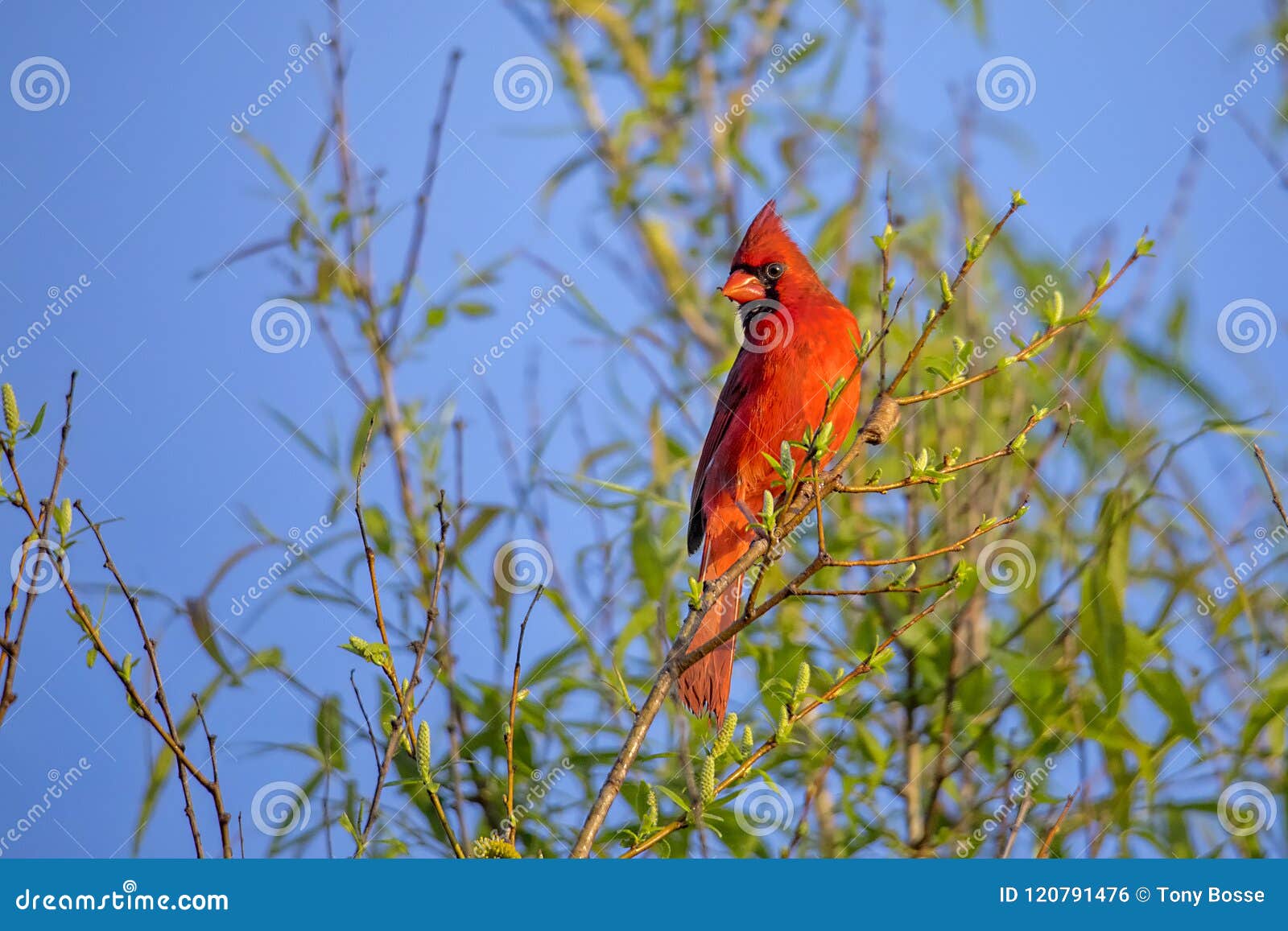 Red Male Cardinal on a Tree Stock Photo - Image of cardinal, wildlife ...