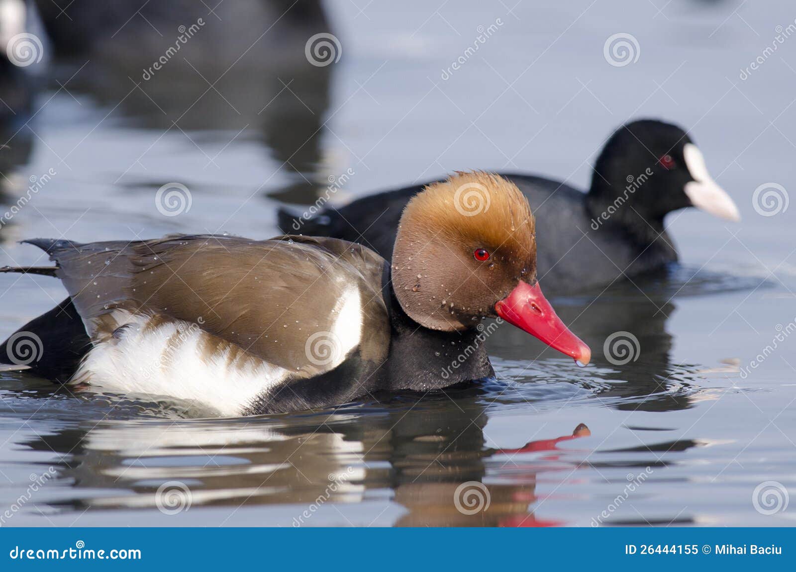 Male Red Crested Pochard and Coot Stock Image - Image of nature, wild ...