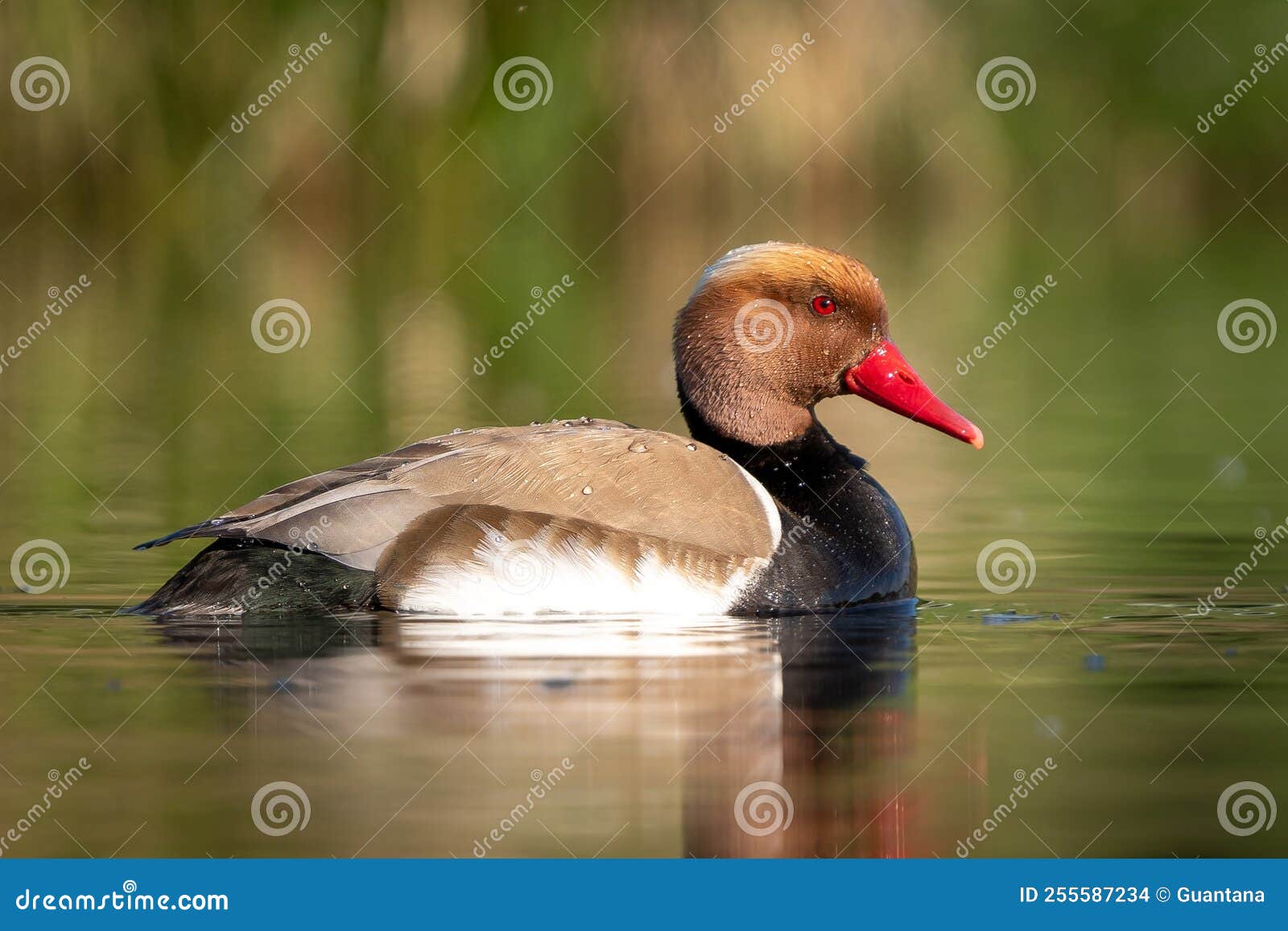 Male Red Crested Pochard Netta Rufina Close Up Stock Photo - Image of ... Male Red Crested Pochard Netta Rufina Close Up Stock Photo - Image of ...