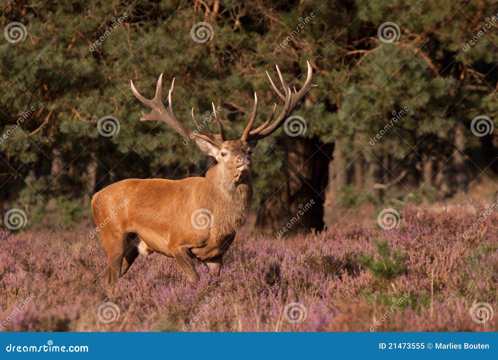 Male Red Dear in Mating-season Stock Image - Image of nature, bedded ...