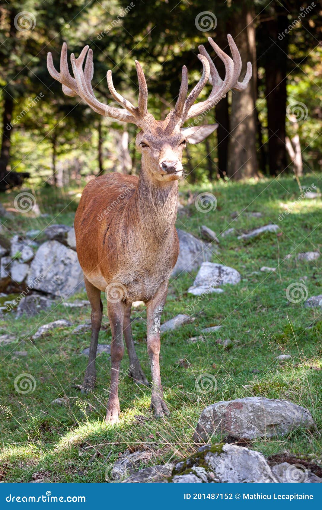 Male red deer stock photo. Image of antler, cervid, front - 201487152