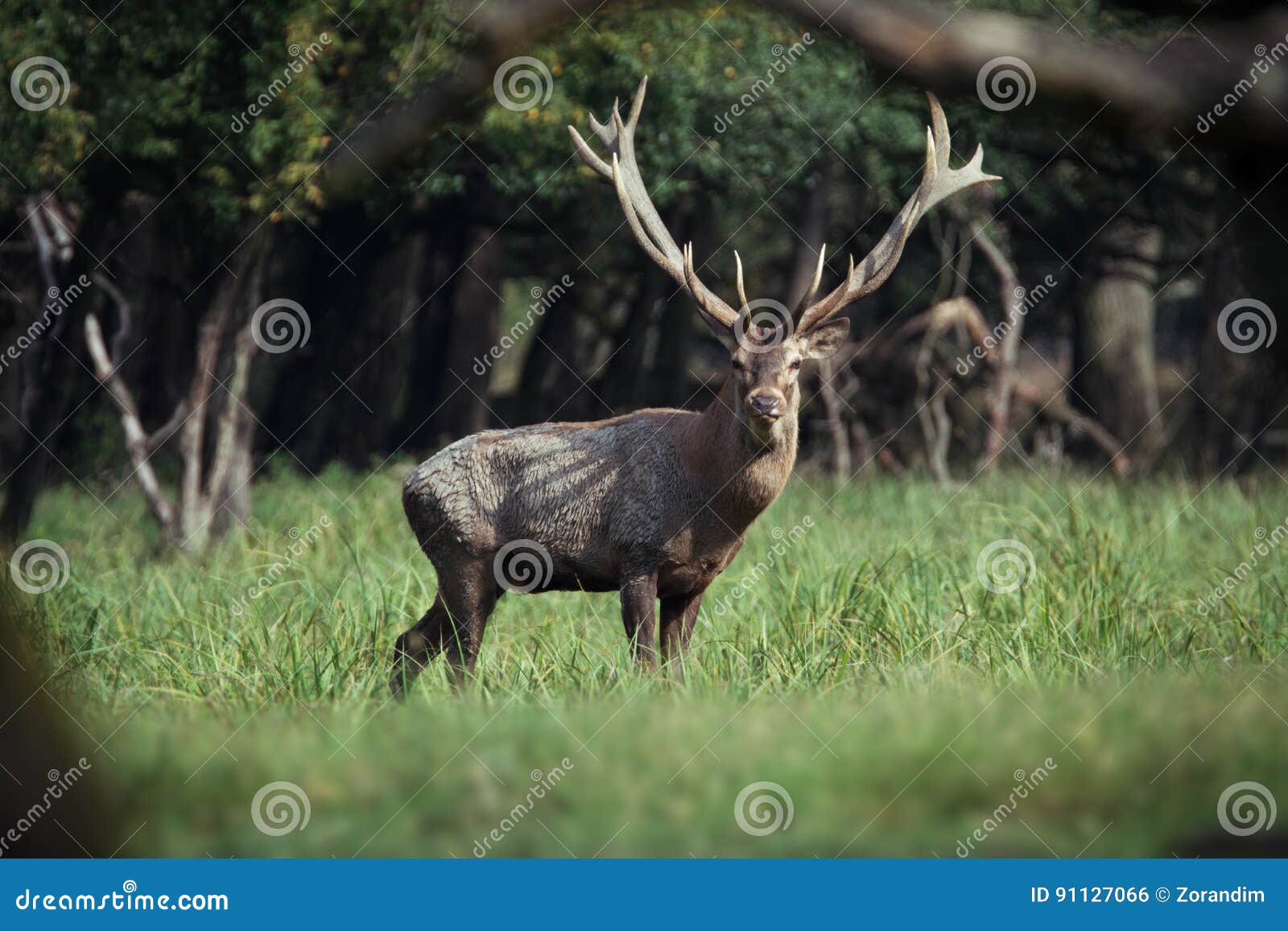 Male Red Deer Standing on a Meadow Stock Photo - Image of bellowing ...