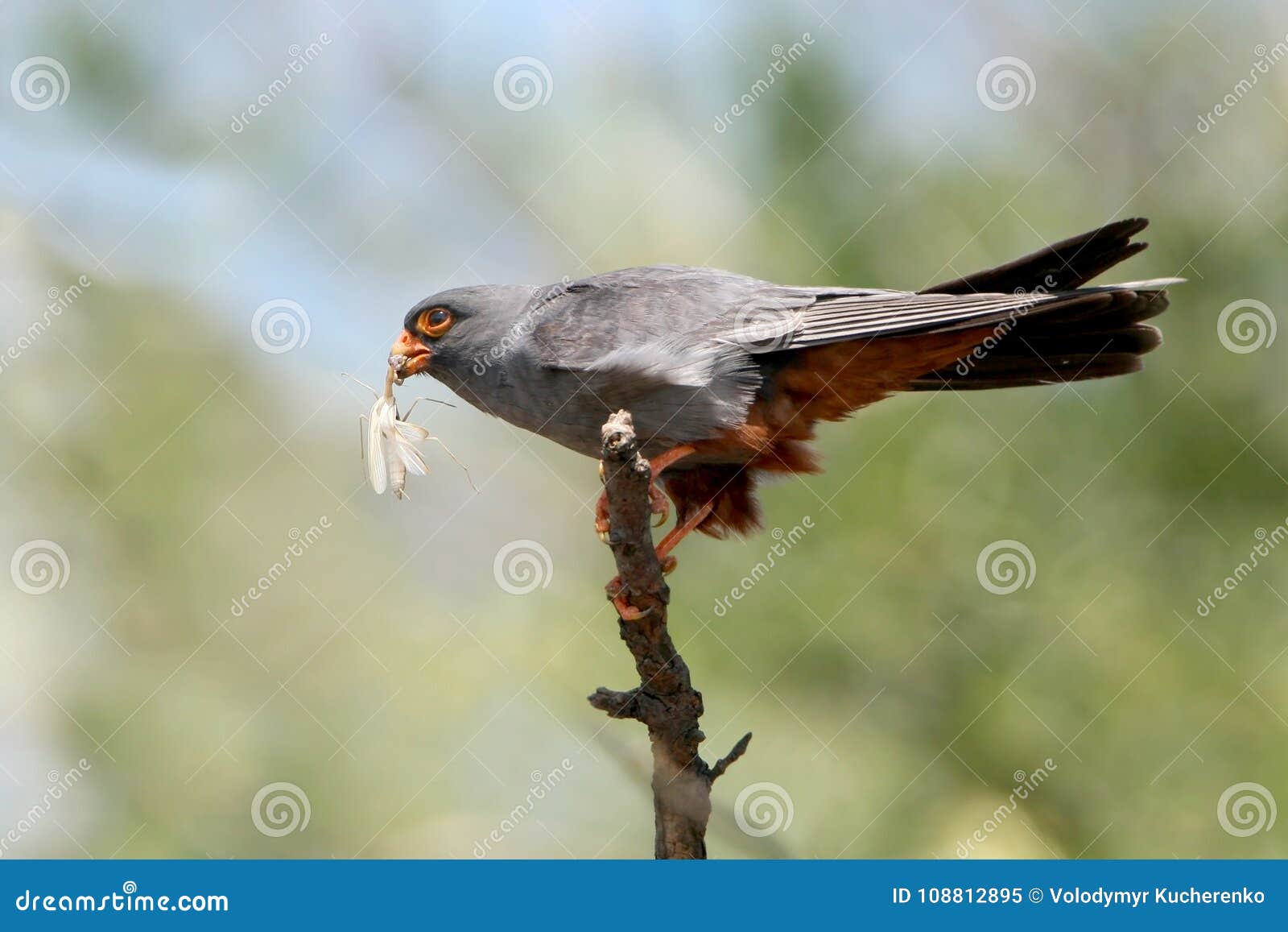 A Male of Red Footed Falcon Sits on the Branch Stock Image - Image of ...
