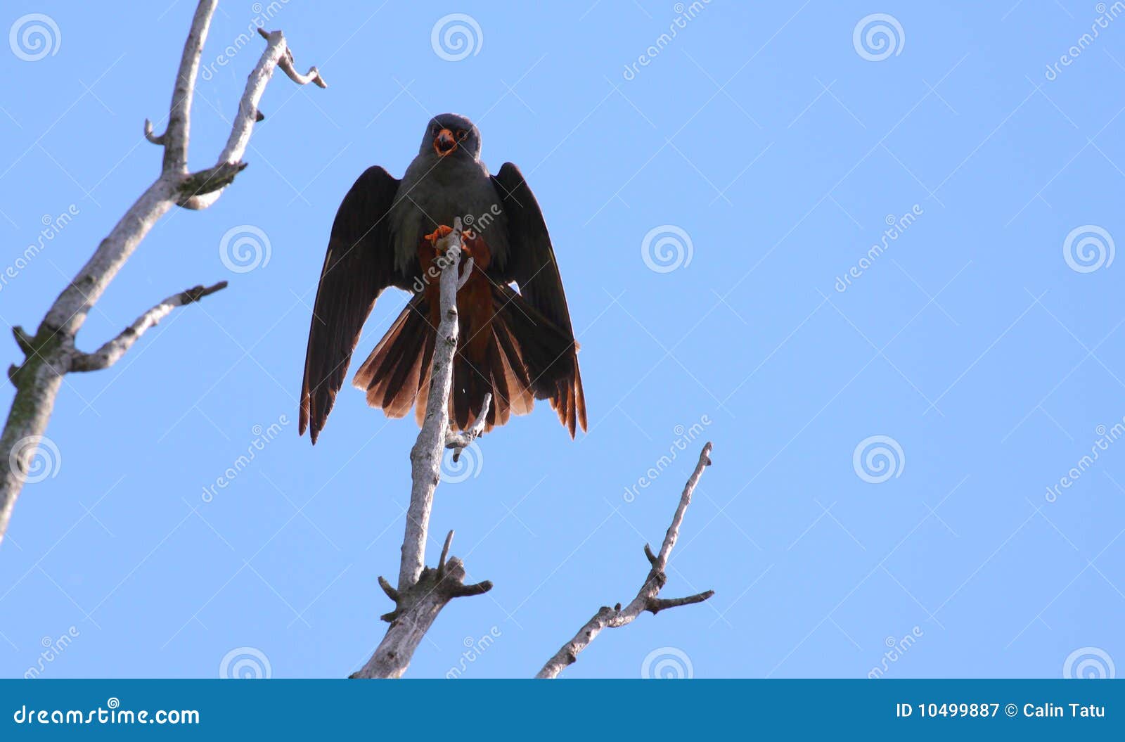 Male Red Footed Hawk Falco Vespertinus Stock Image - Image of motion ...