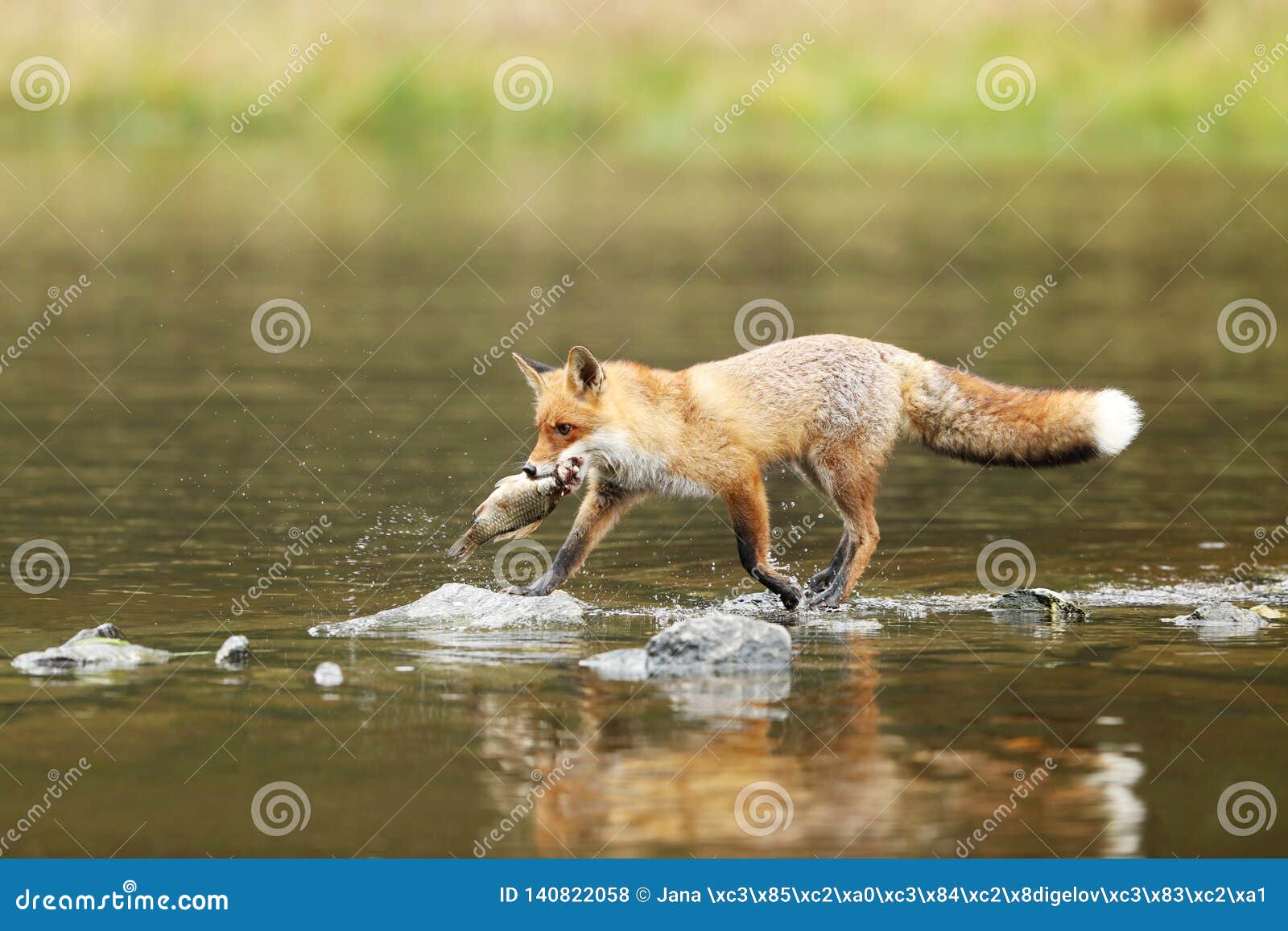 Young Rex Fox Vulpes Vulpes Male with Catch Fish Prey in River Stock ...
