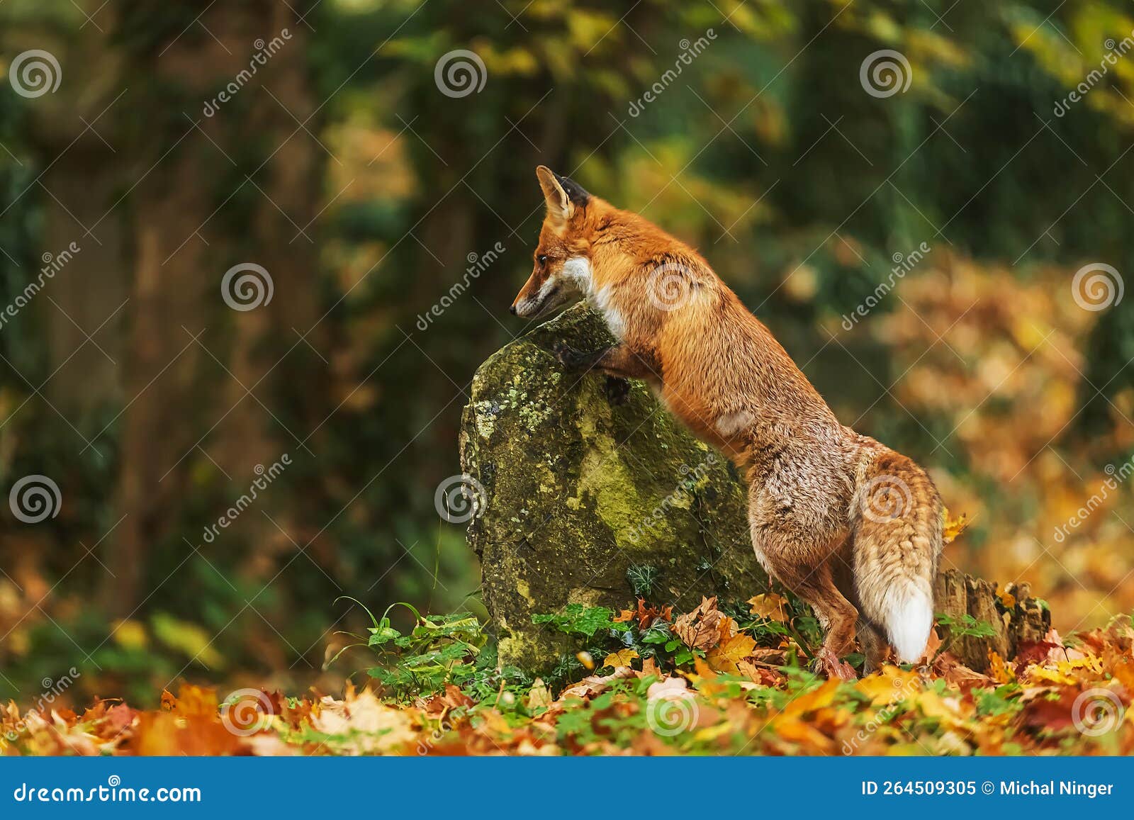 Male Red Fox Vulpes Vulpes in the Autumn at the Cemetery Stock Image ...