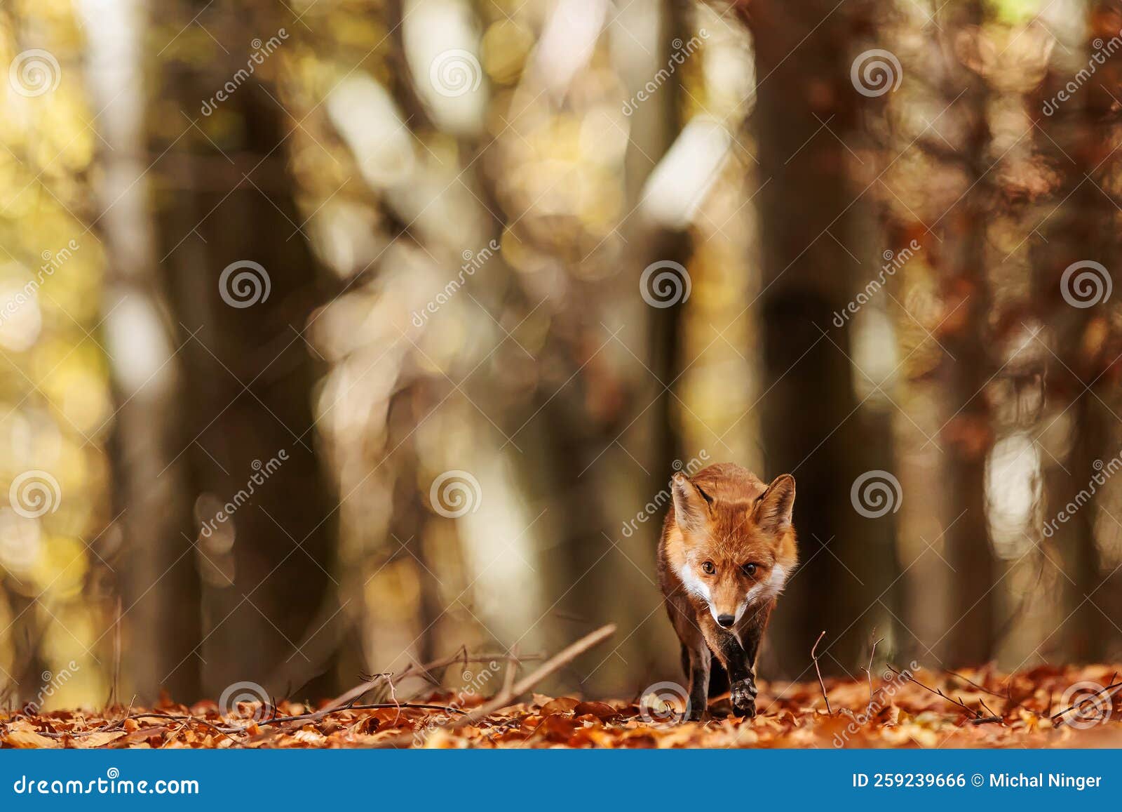 Male Red Fox Vulpes Vulpes is in an Autumn Forest and the Light Creates ...