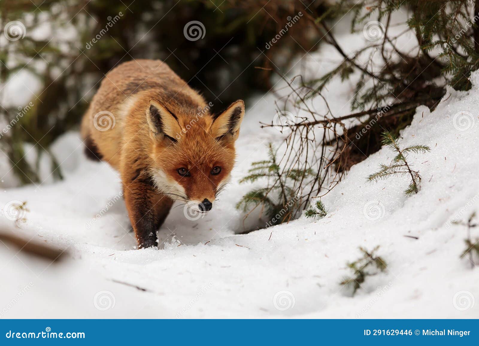 Male Red Fox (Vulpes Vulpes) Creeping through the Snow Stock Photo ...