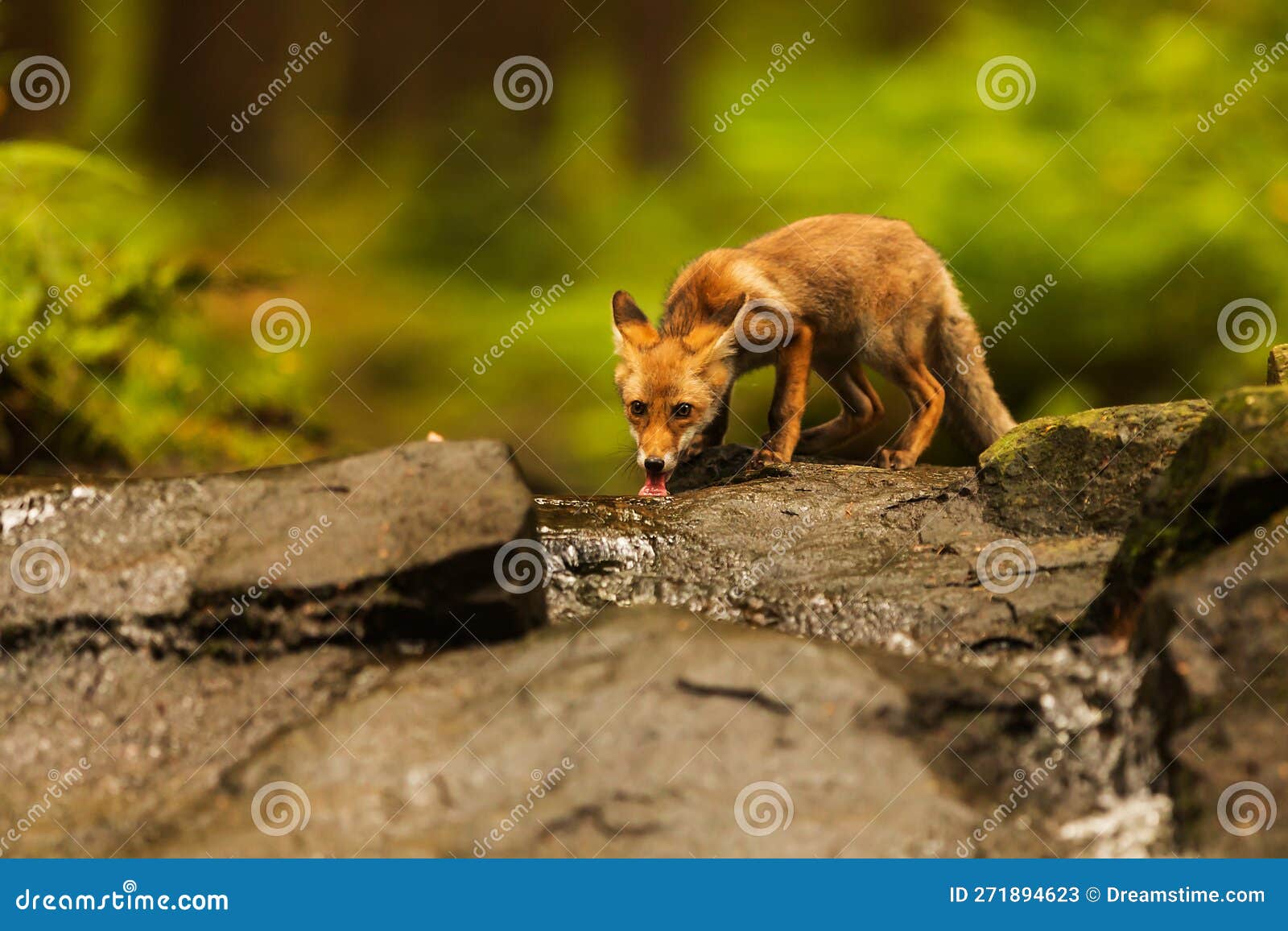 Male Red Fox (Vulpes Vulpes) Drinking in the Woods from a Stream Stock ...