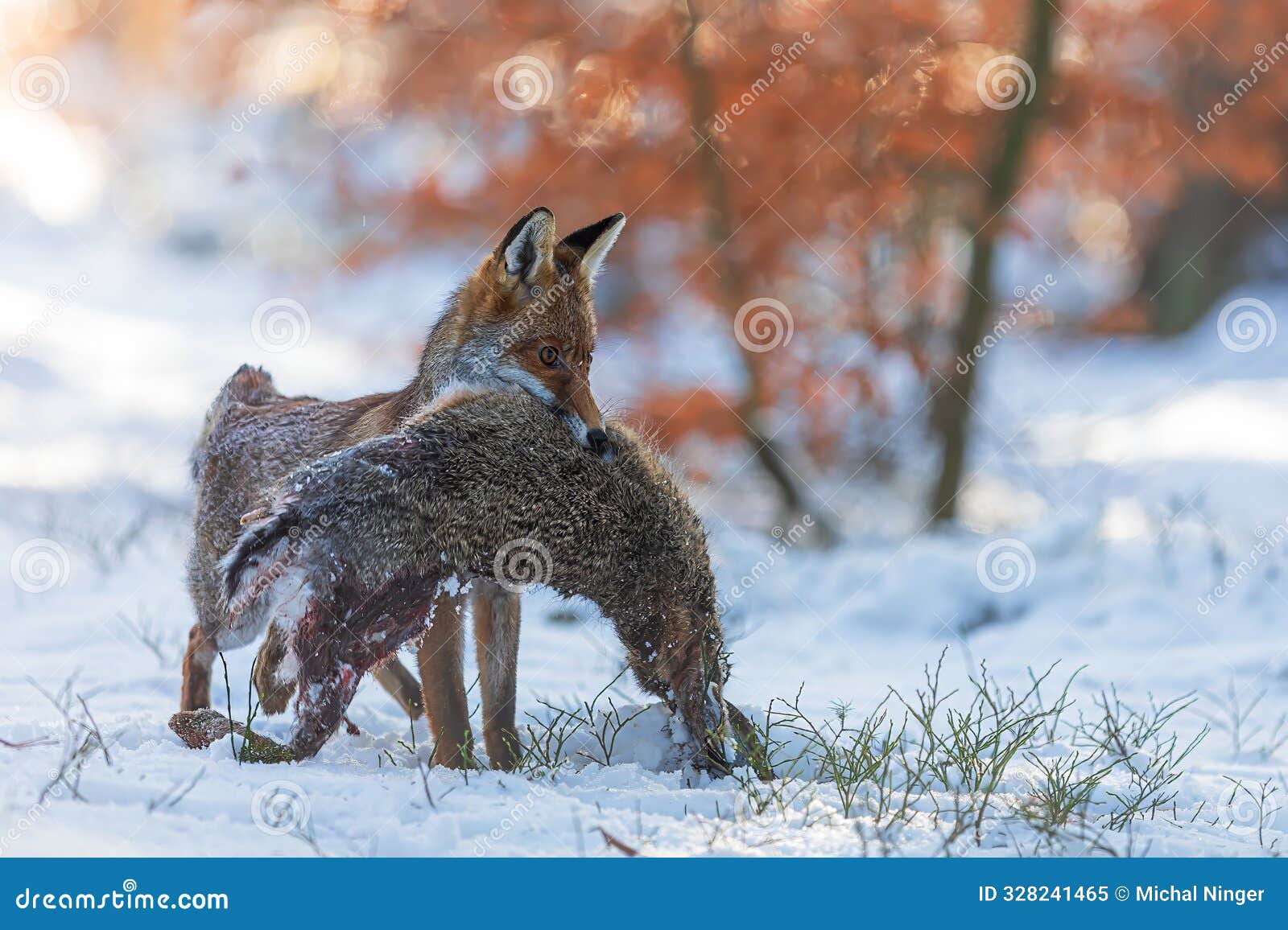 Male Red Fox (Vulpes Vulpes) Holding a Hunted Hare Stock Image - Image ...