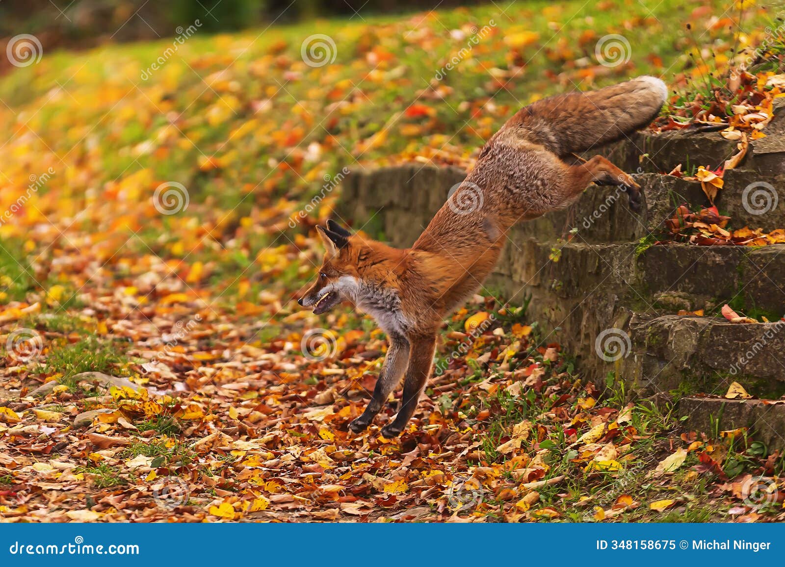 Male Red Fox (Vulpes Vulpes) Jumping Off the Wall Stock Image - Image ...