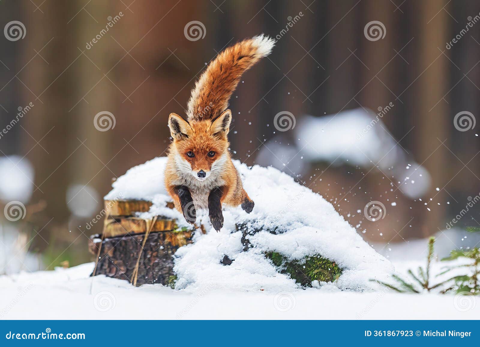 Male Red Fox (Vulpes Vulpes) Jumping in the Snow Stock Image - Image of ...