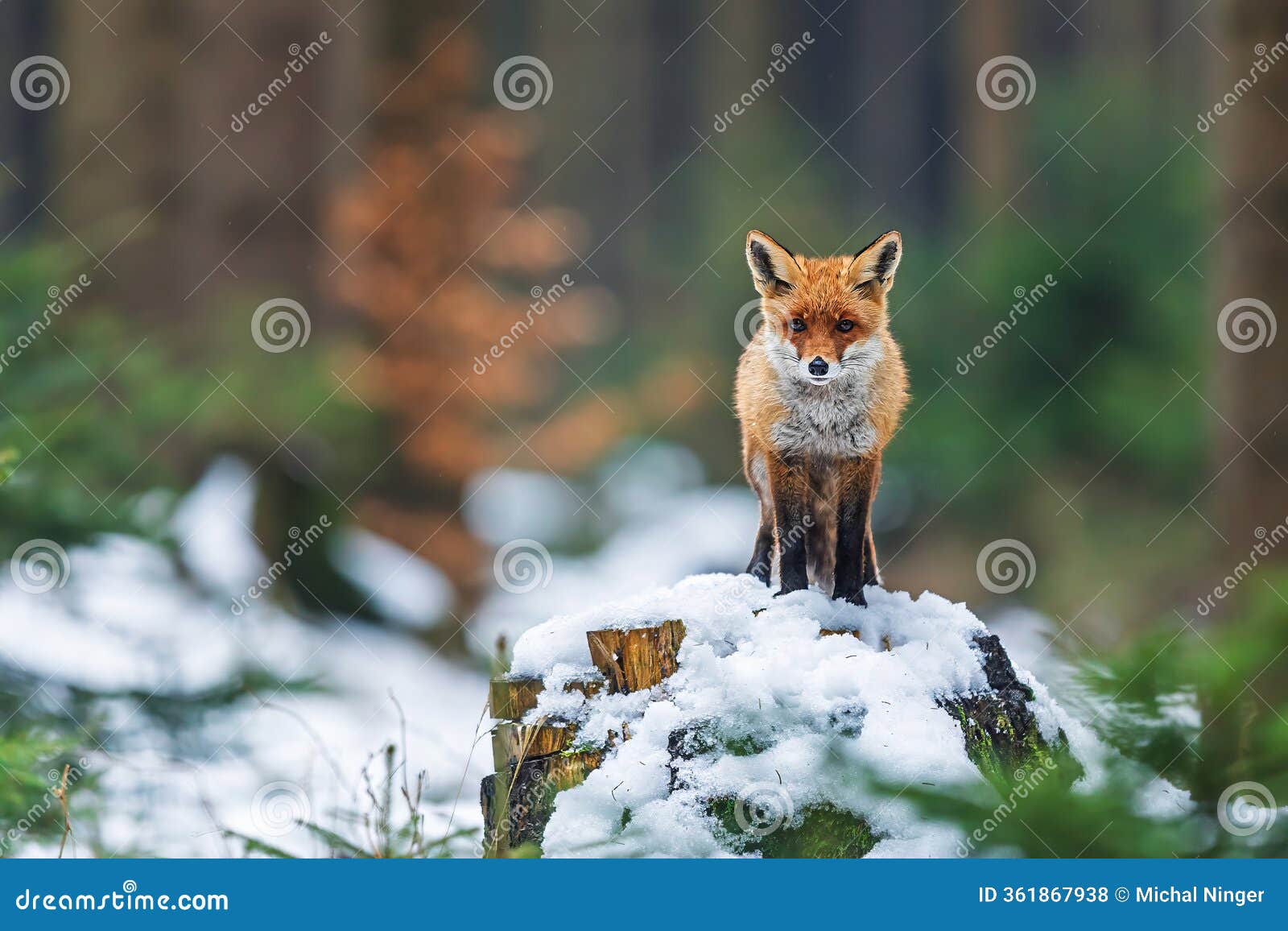 Male Red Fox (Vulpes Vulpes) Jumping in the Snow Stock Photo - Image of ...