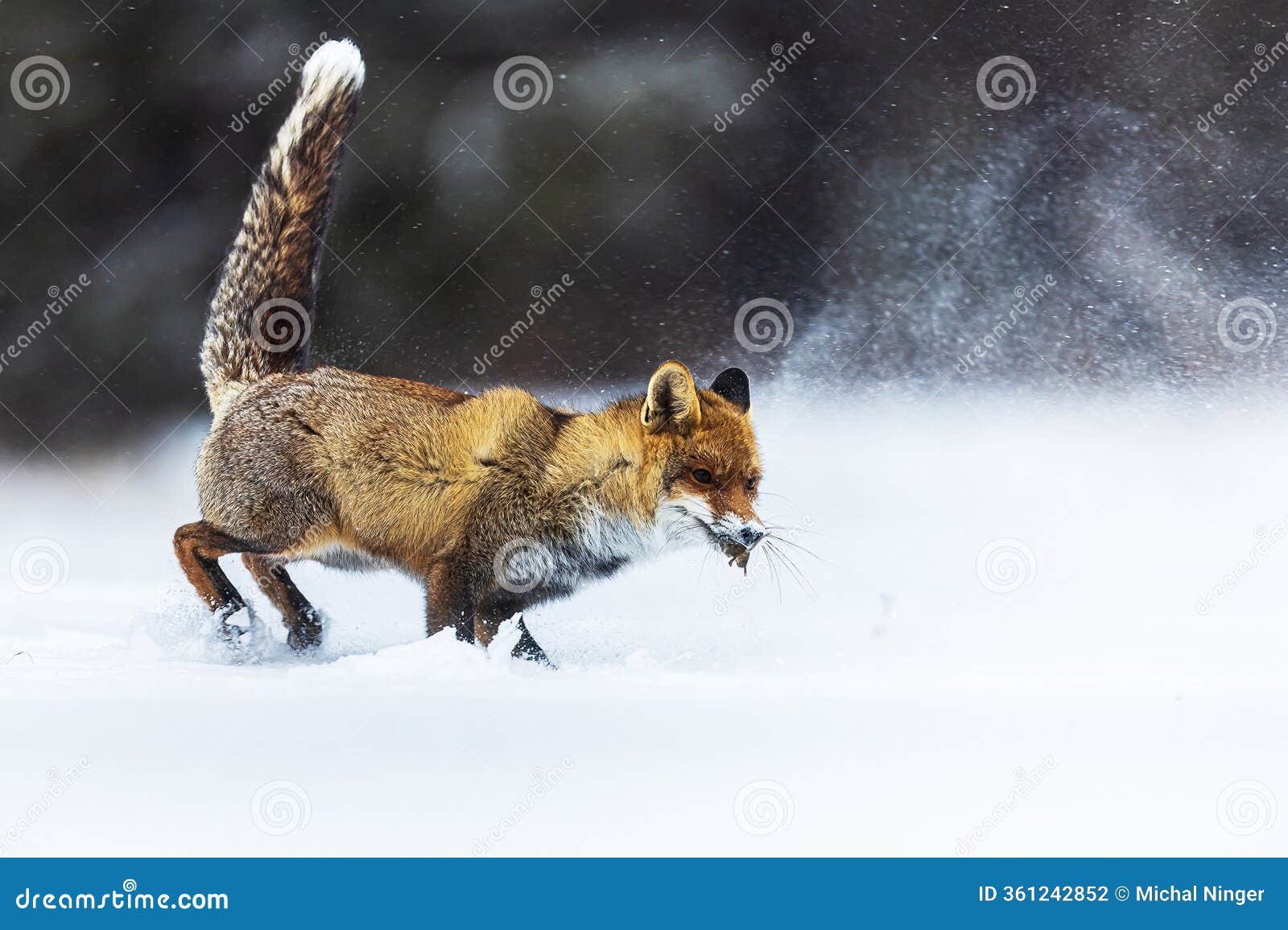 Male Red Fox (Vulpes Vulpes) Just Caught a Mouse in the Snow Stock ...