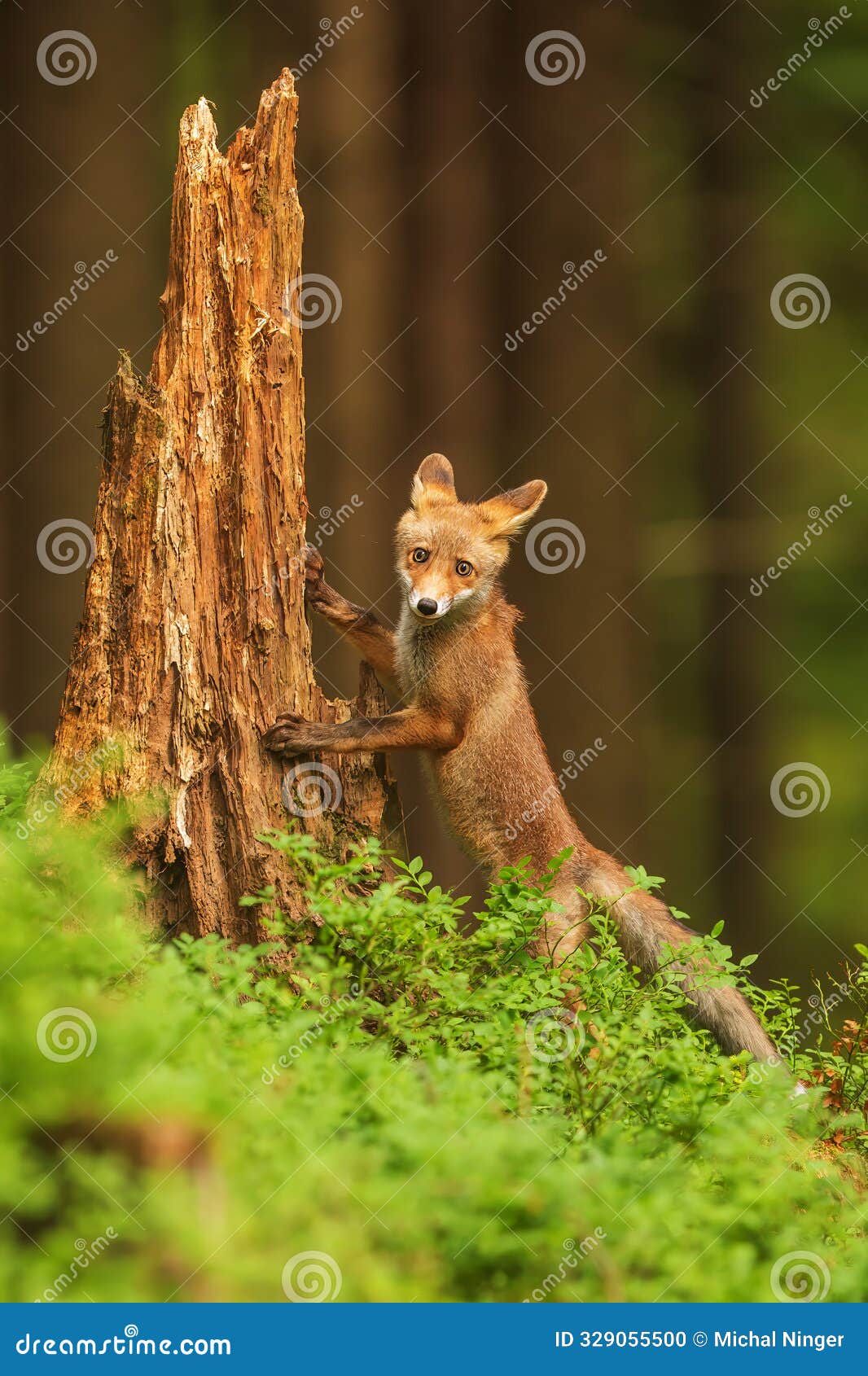 Male Red Fox (Vulpes Vulpes) Leaning on a Tree Stump Stock Photo ...