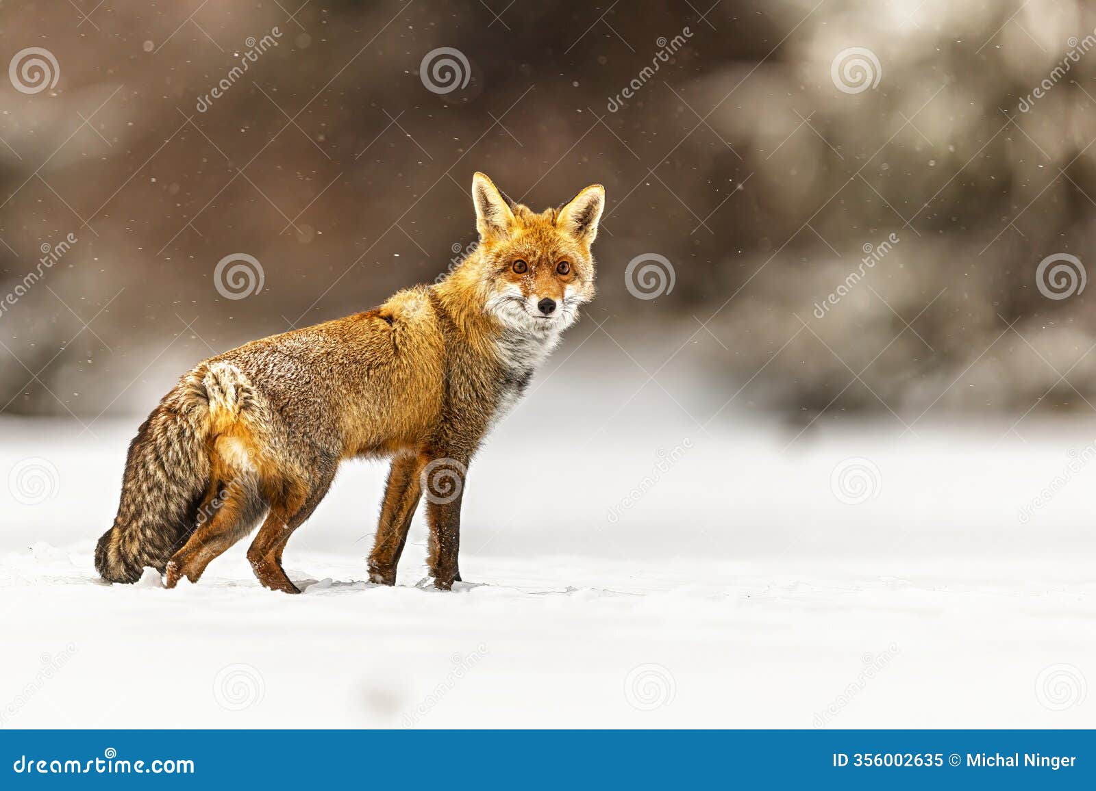 Male Red Fox (Vulpes Vulpes) Looking for Prey Under the Snow with His ...