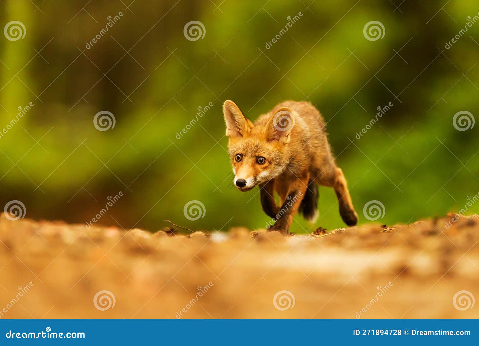 Male Red Fox (Vulpes Vulpes) Running Along the Forest Path Stock Photo ...