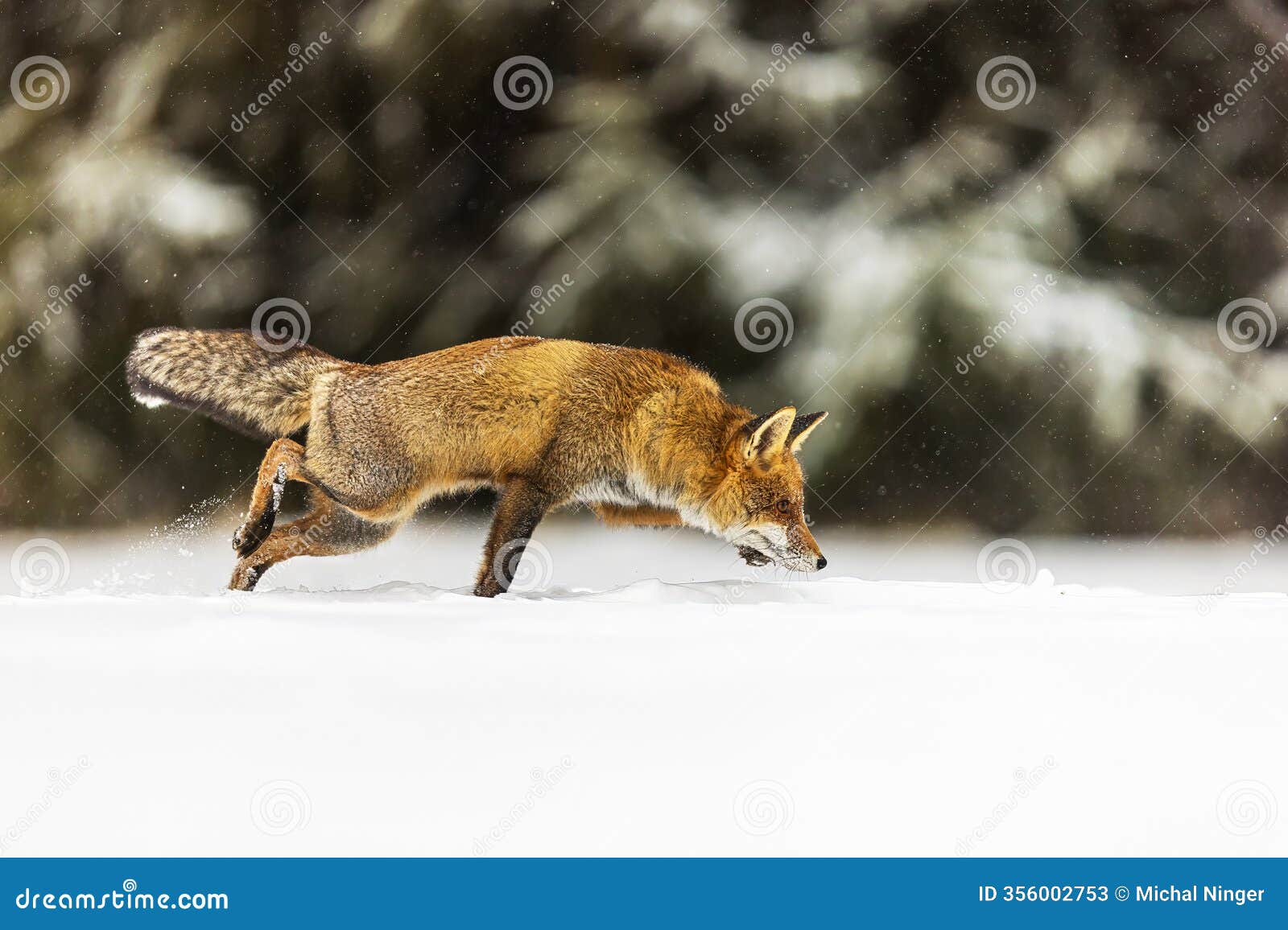 Male Red Fox (Vulpes Vulpes) Running Fast after Prey Stock Image ...