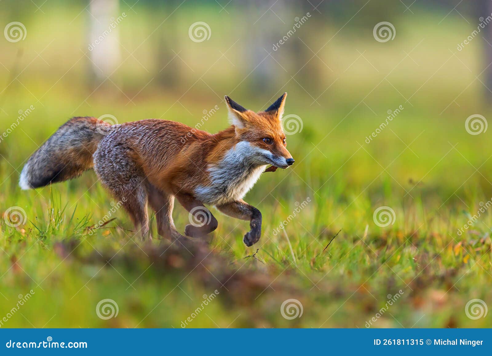 Male Red Fox Vulpes Vulpes when Running Up Close Stock Image - Image of ...